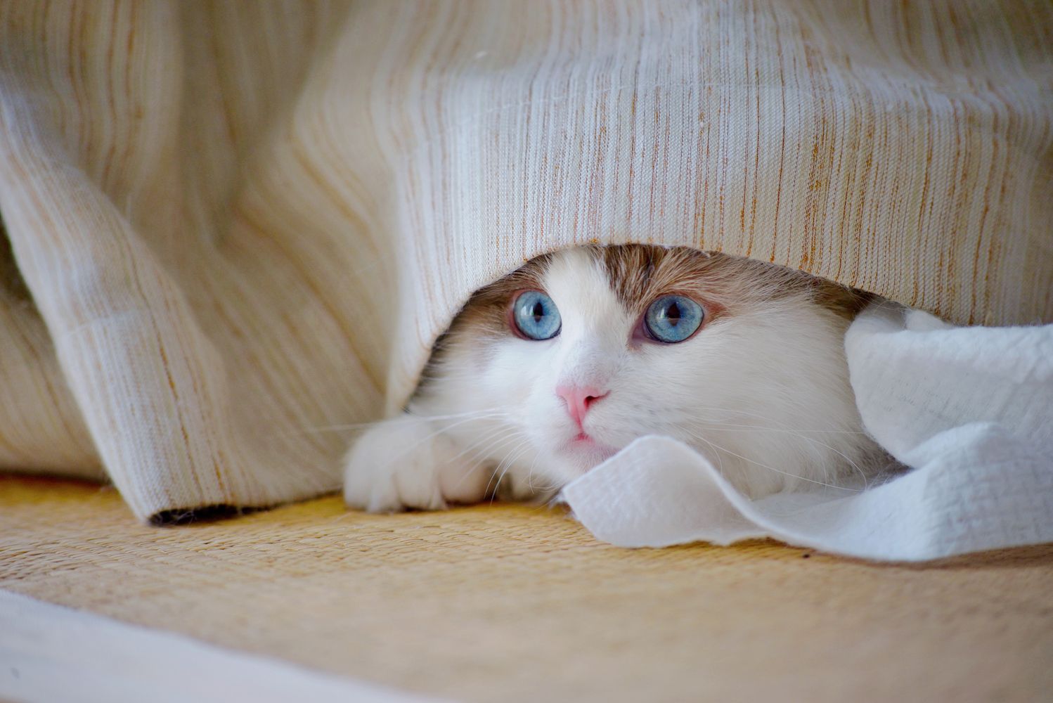 Cute Cat Eyes Photos, Download The BEST Free Cute Cat Eyes Stock Photos ...