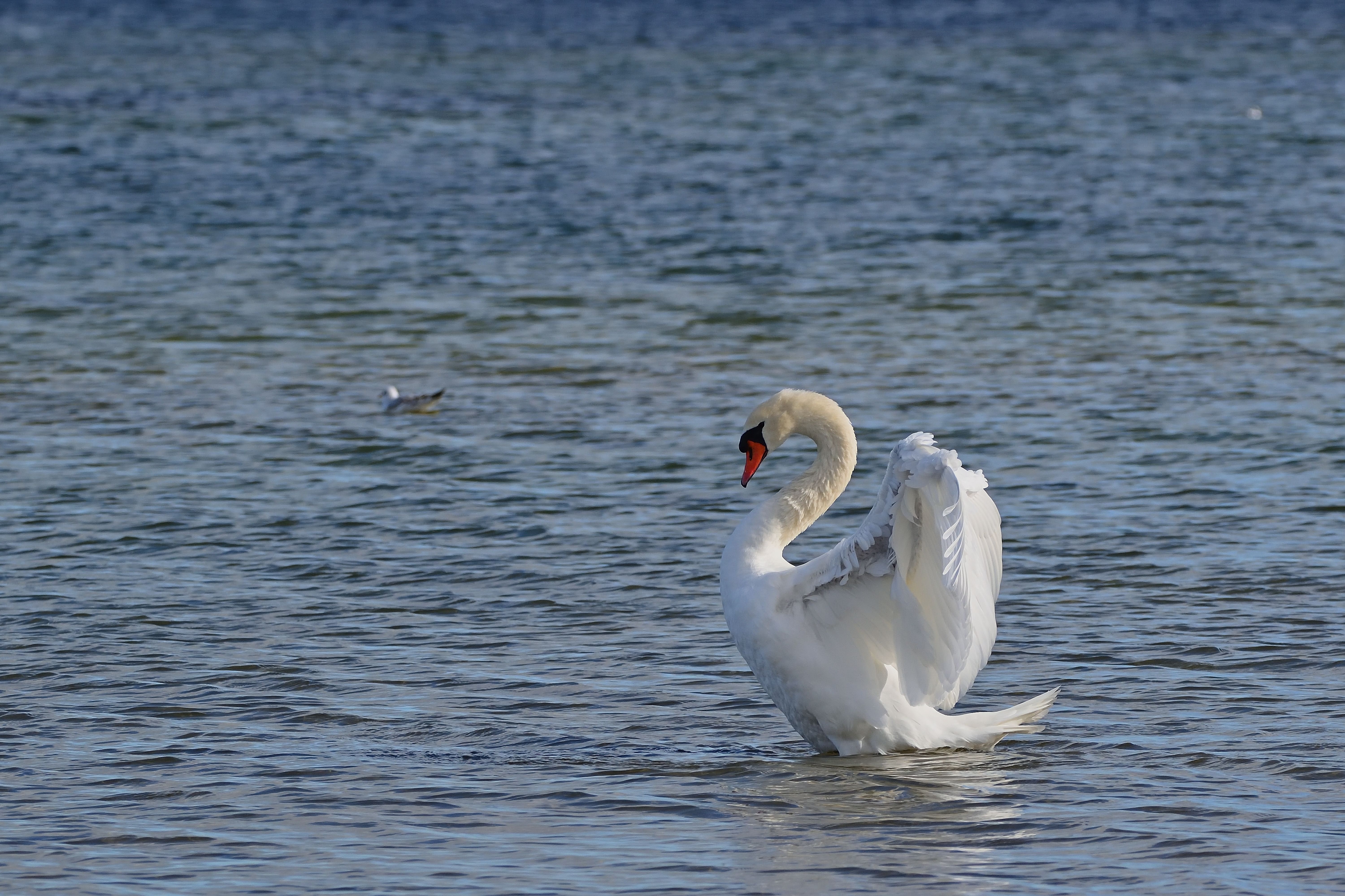 Elegant Swan in Calm Baltic Lake Waters · Free Stock Photo