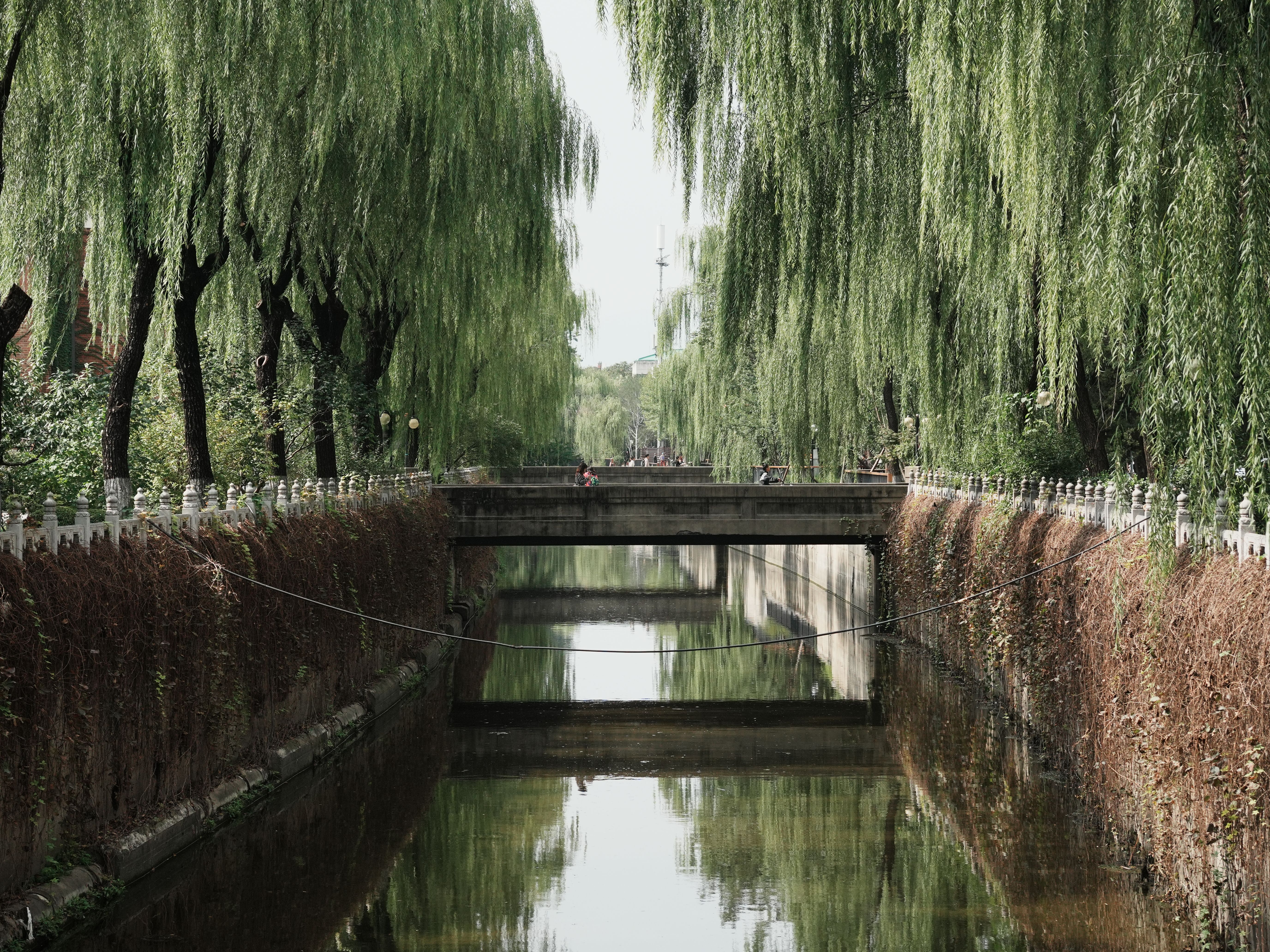 Serene Canal with Willow Trees and Stone Bridge · Free Stock Photo