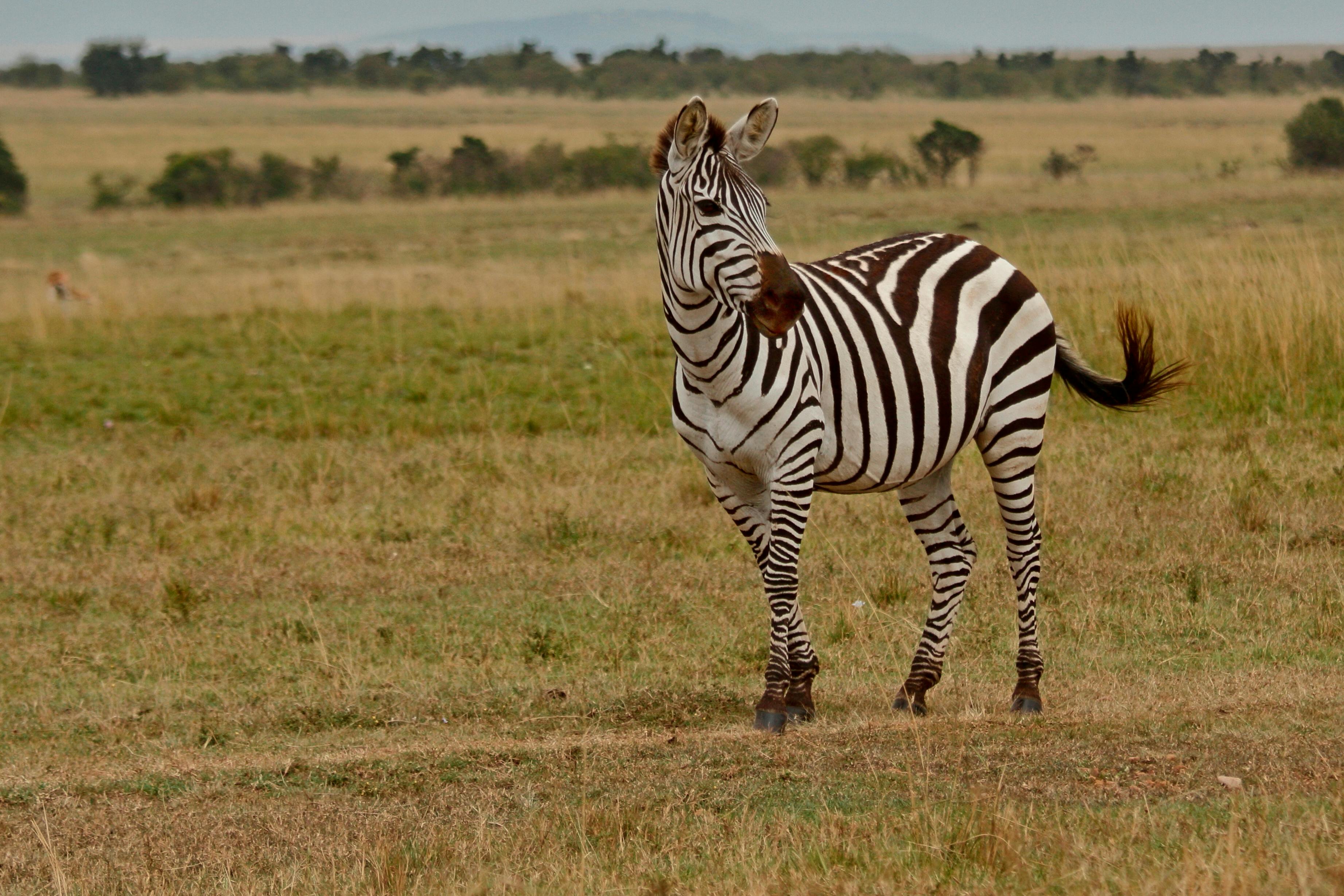 Zebra Grazing in Kenyan Savanna at Daytime · Free Stock Photo