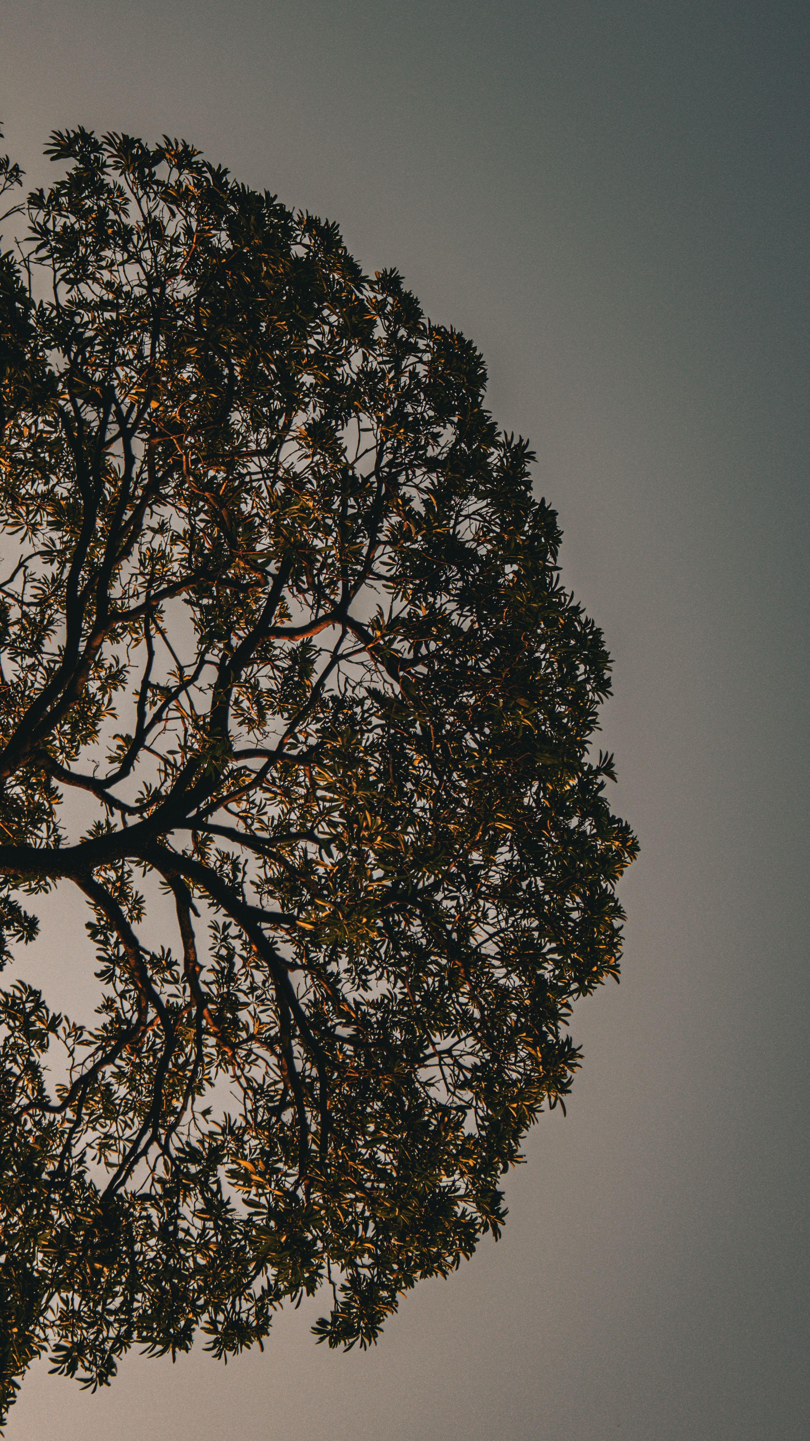 Ango Tree Photos, Download The BEST Free Ango Tree Stock Photos & HD Images