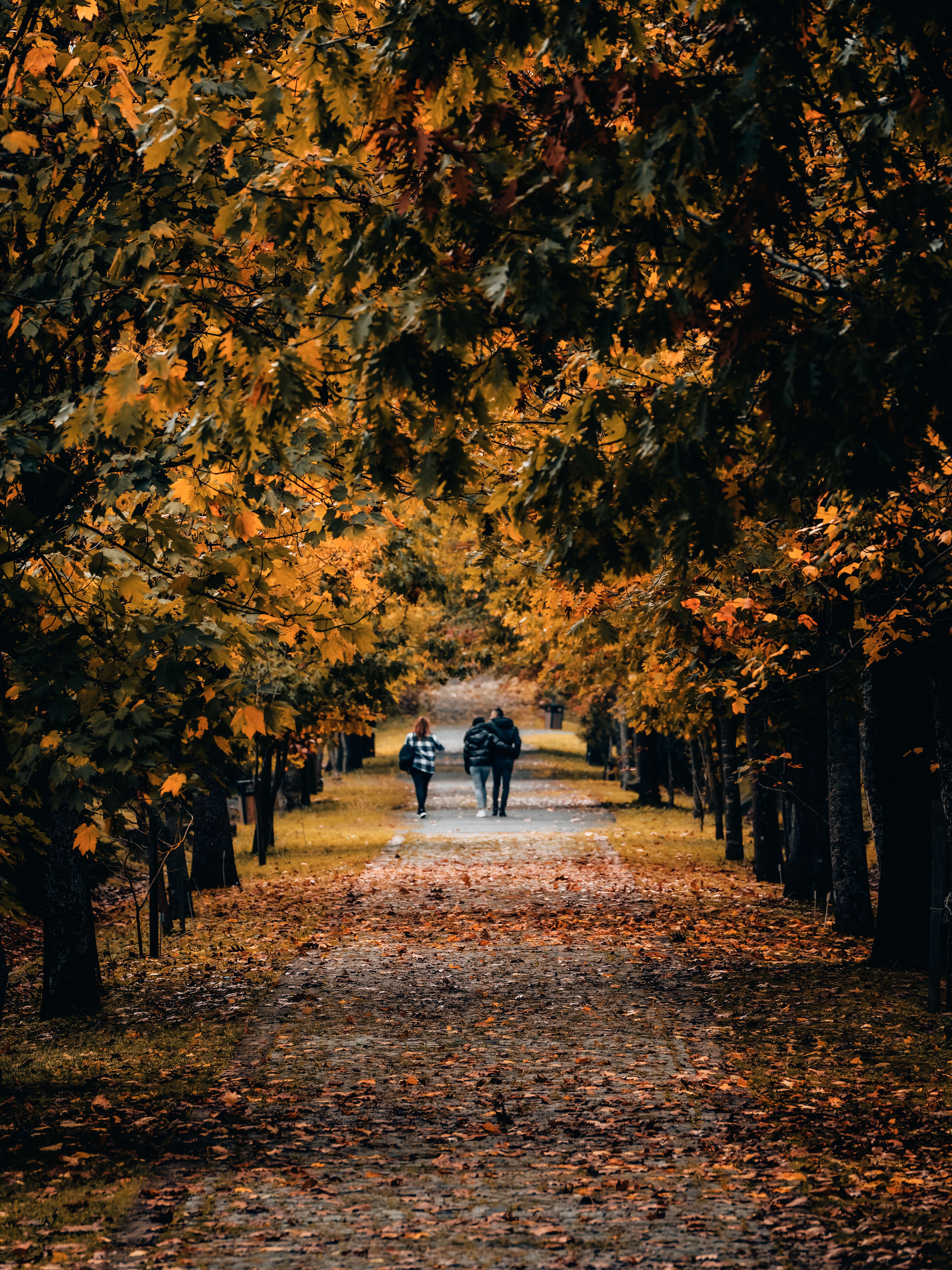 Autumn Stroll in Seattle Park with Urban Skyline · Free Stock Photo