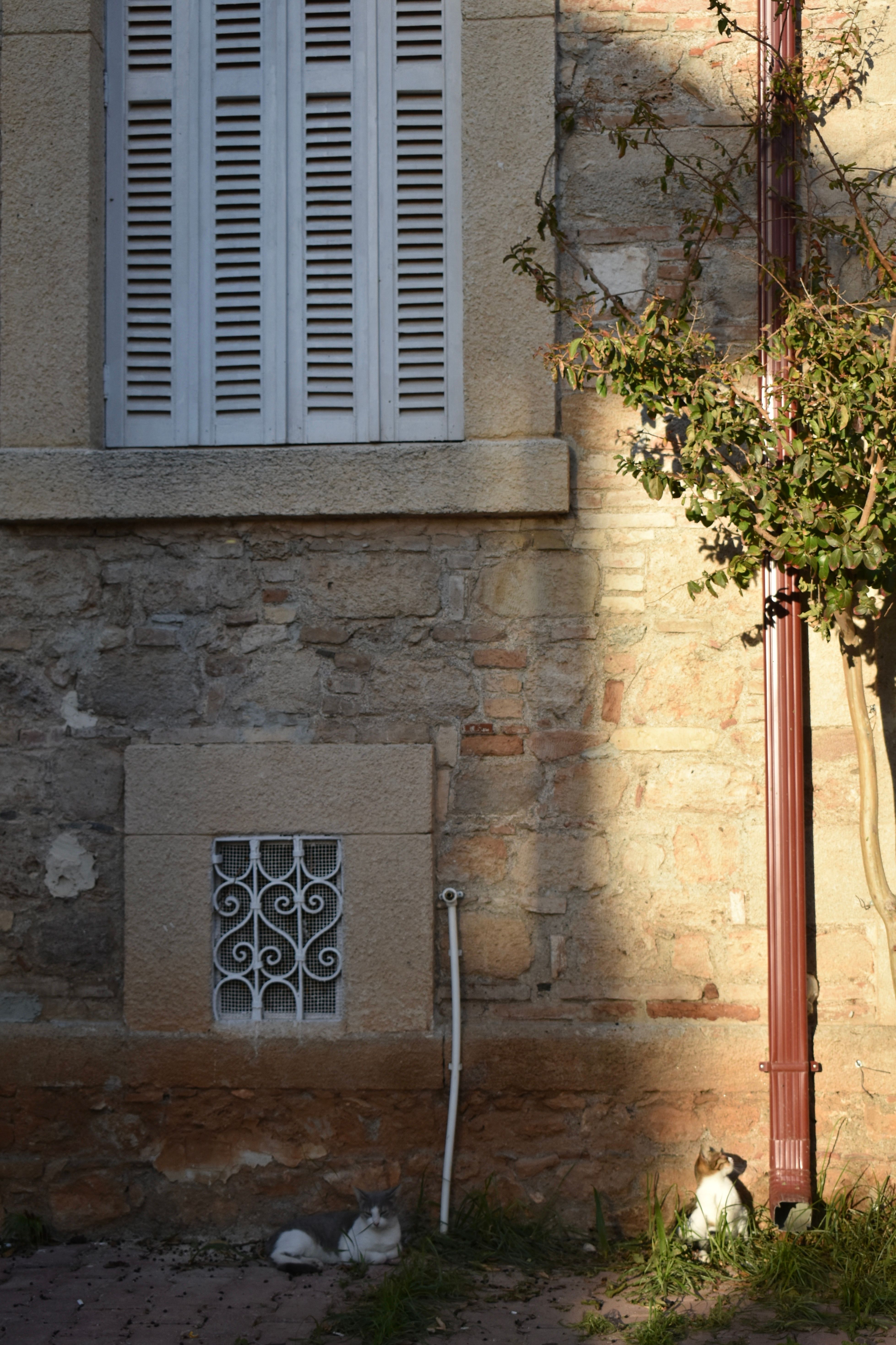 Street Cats by Historic Stone Building in Antalya · Free Stock Photo