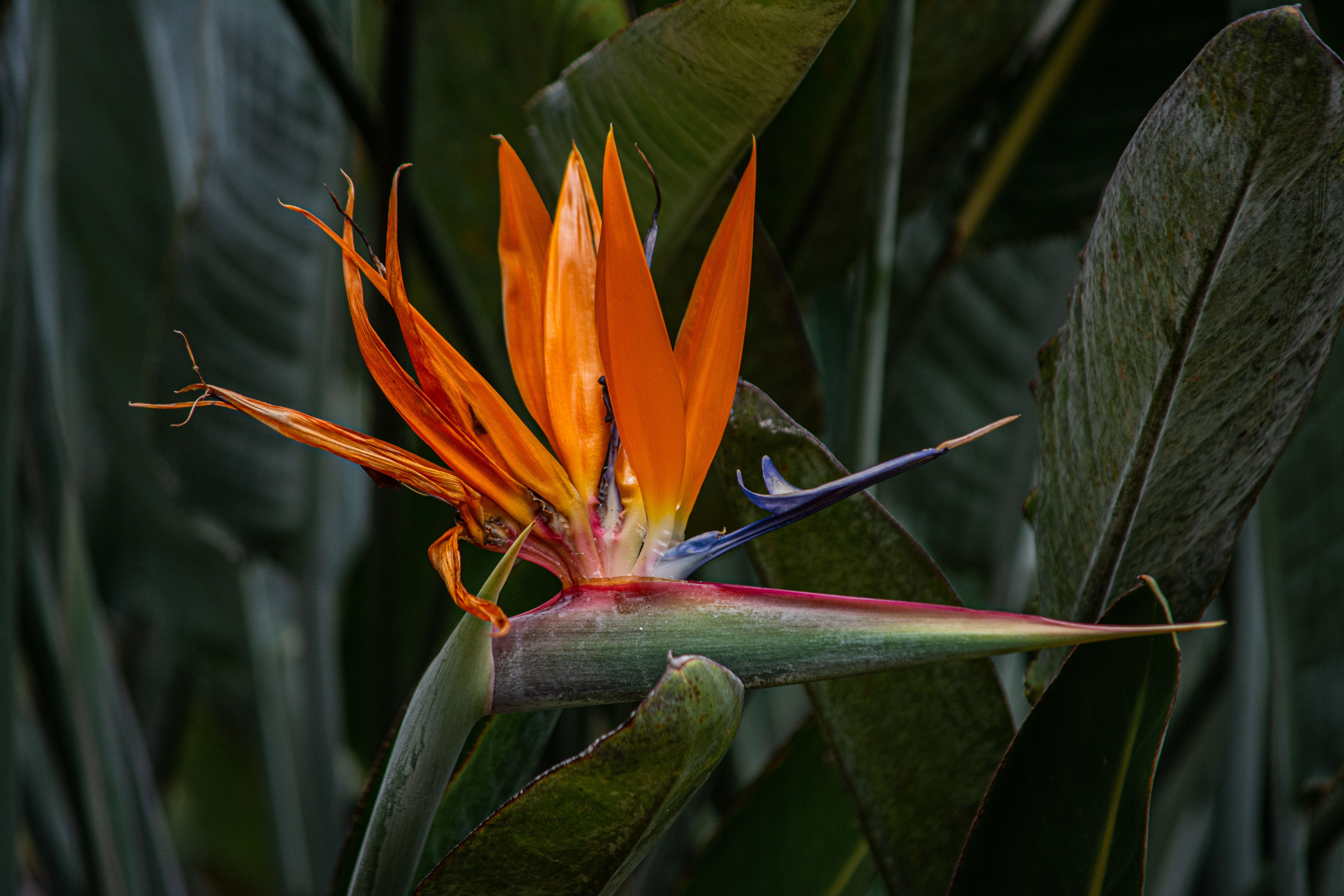 Foto de stock gratuita sobre américa del sur, ave del paraiso, belleza ...
