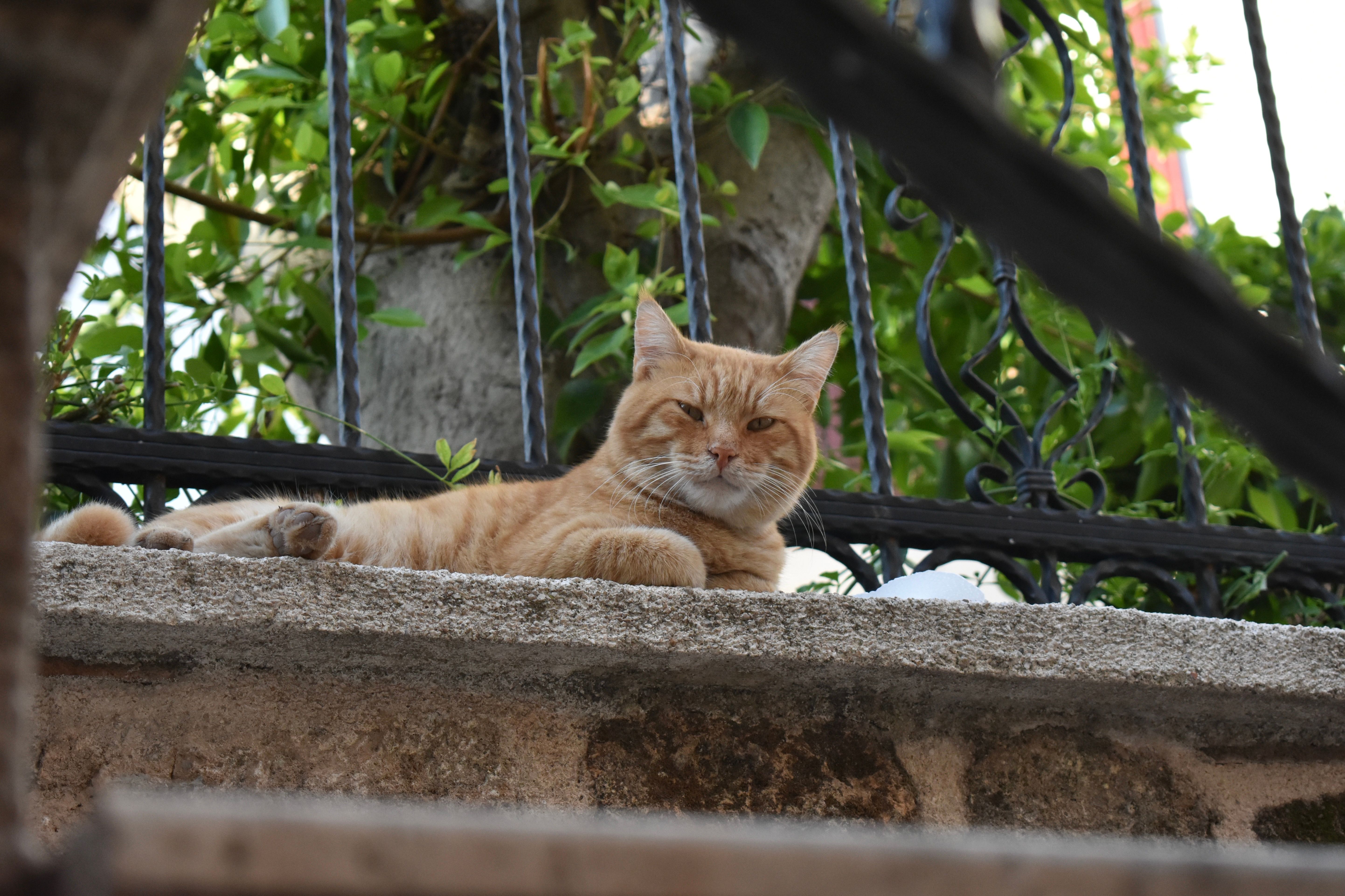 Ginger Stray Cat Resting on Stone Wall in Antalya · Free Stock Photo