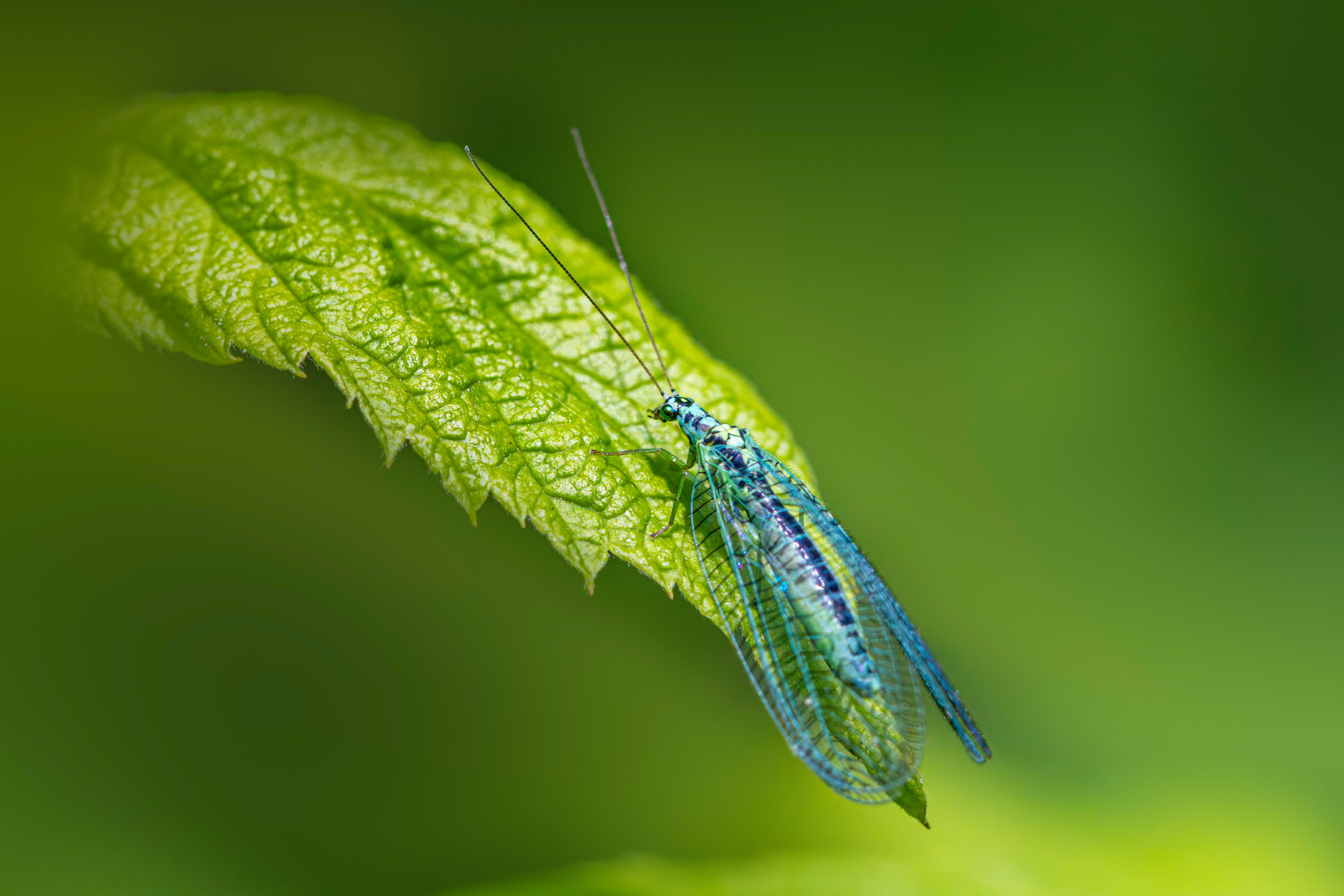 Green Lacewing on Leaf - Close-Up Nature Photo · Free Stock Photo