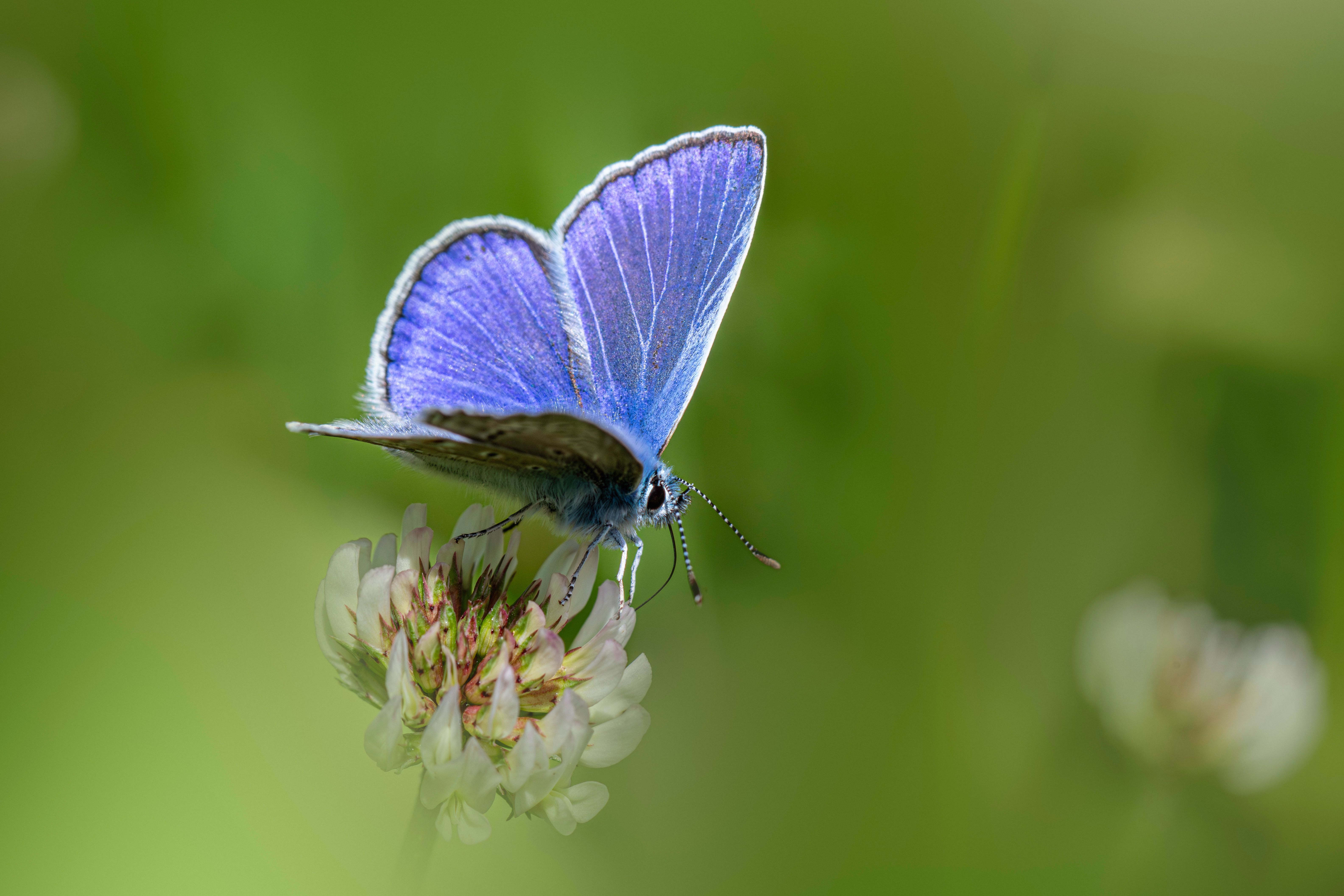 Wildflower Meadow Rewilding Photos, Download The BEST Free Wildflower ...