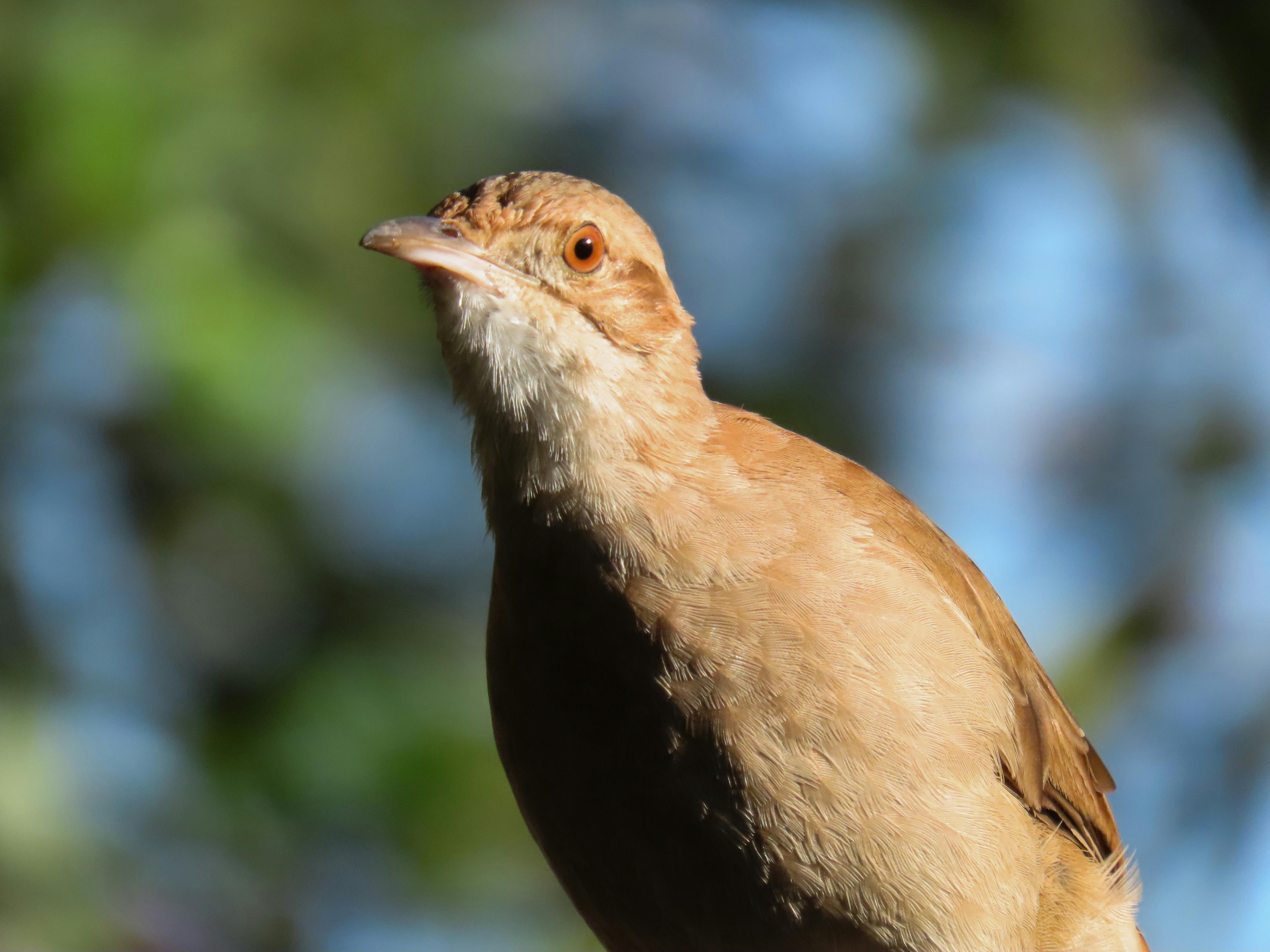 Primer Plano De Un Hornero Rojizo En Santa María, Brasil. · Foto de ...