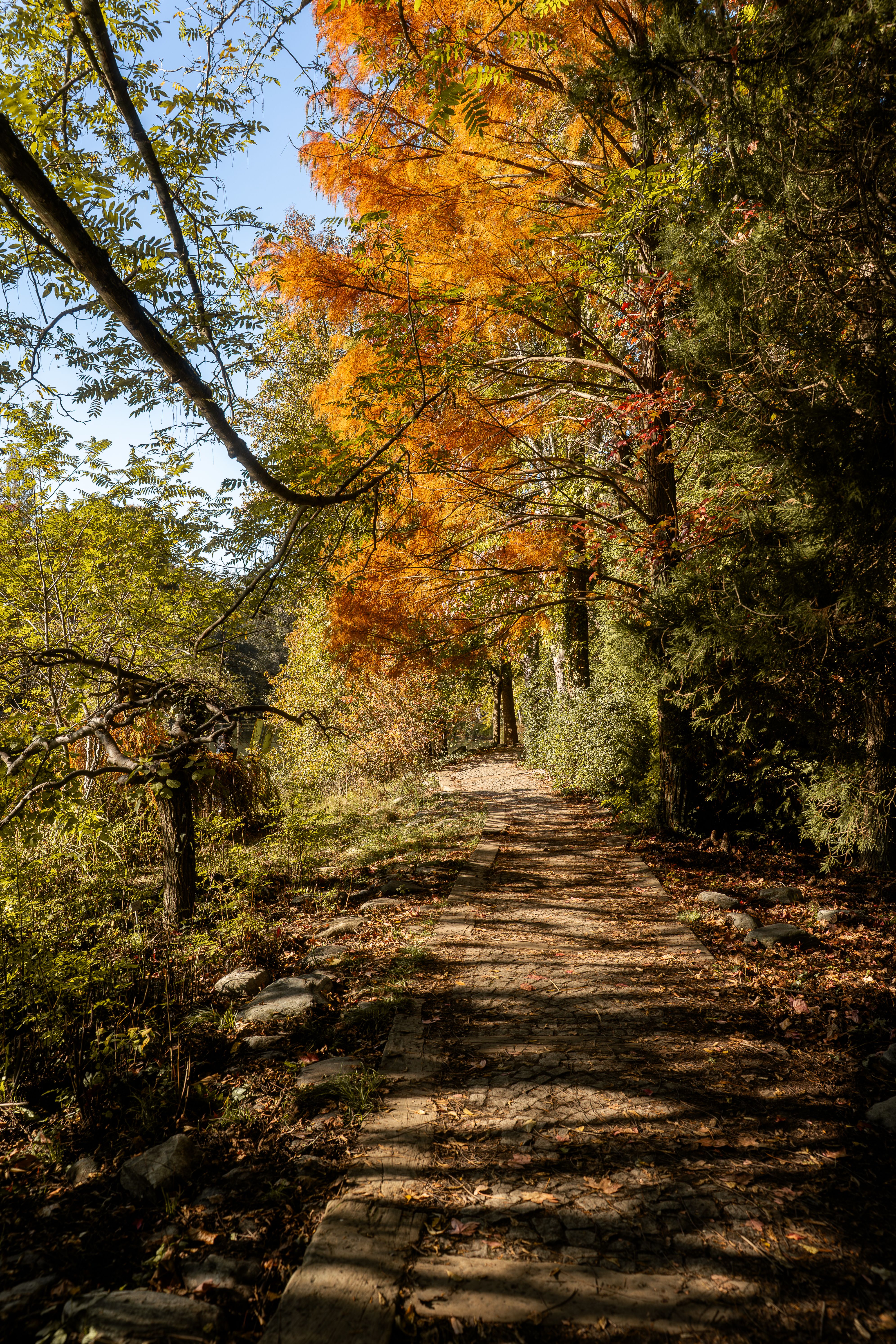 Autumn Pathway in Sunlit Forest Trail · Free Stock Photo