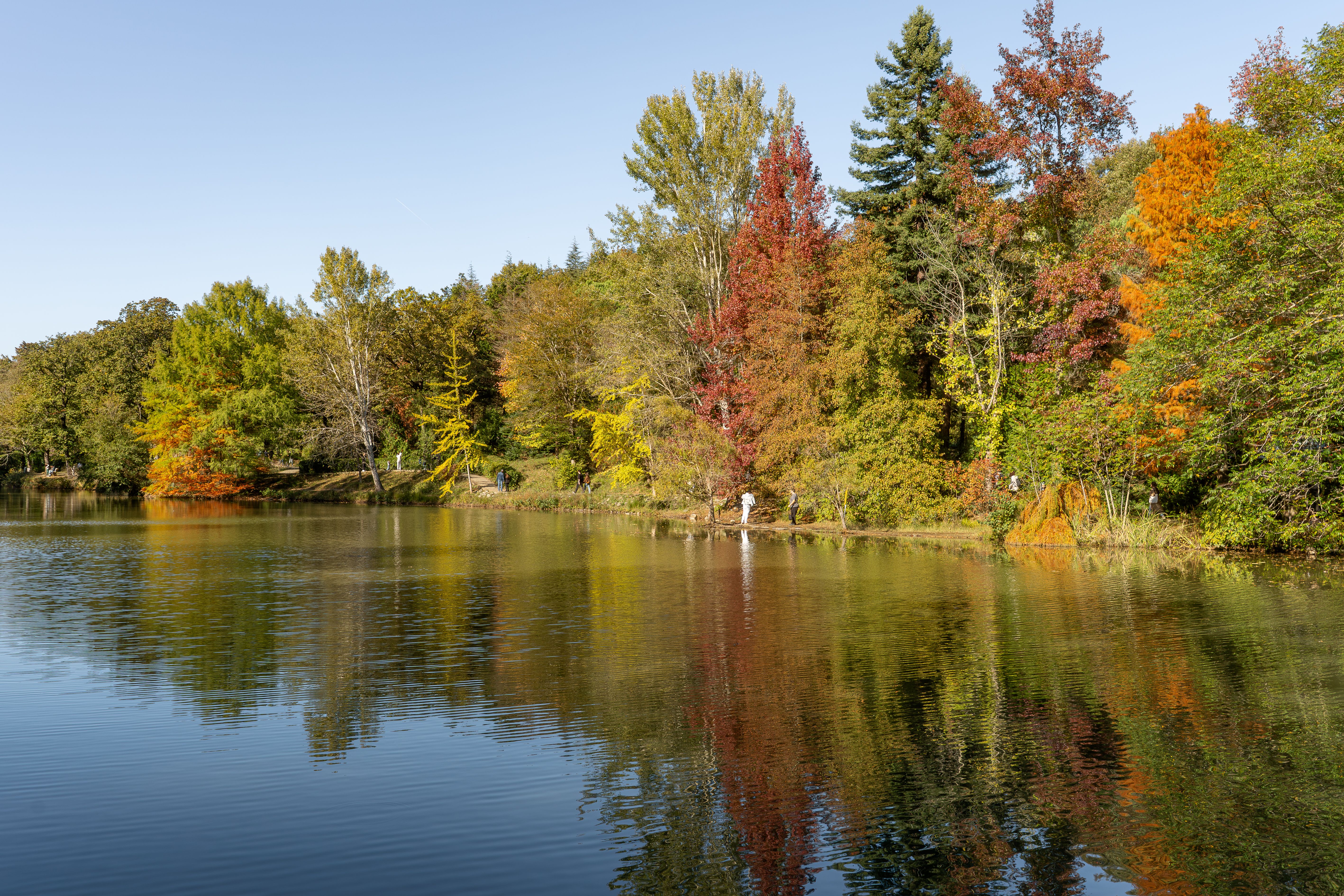 Photograph of a River Near Trees and Grass · Free Stock Photo