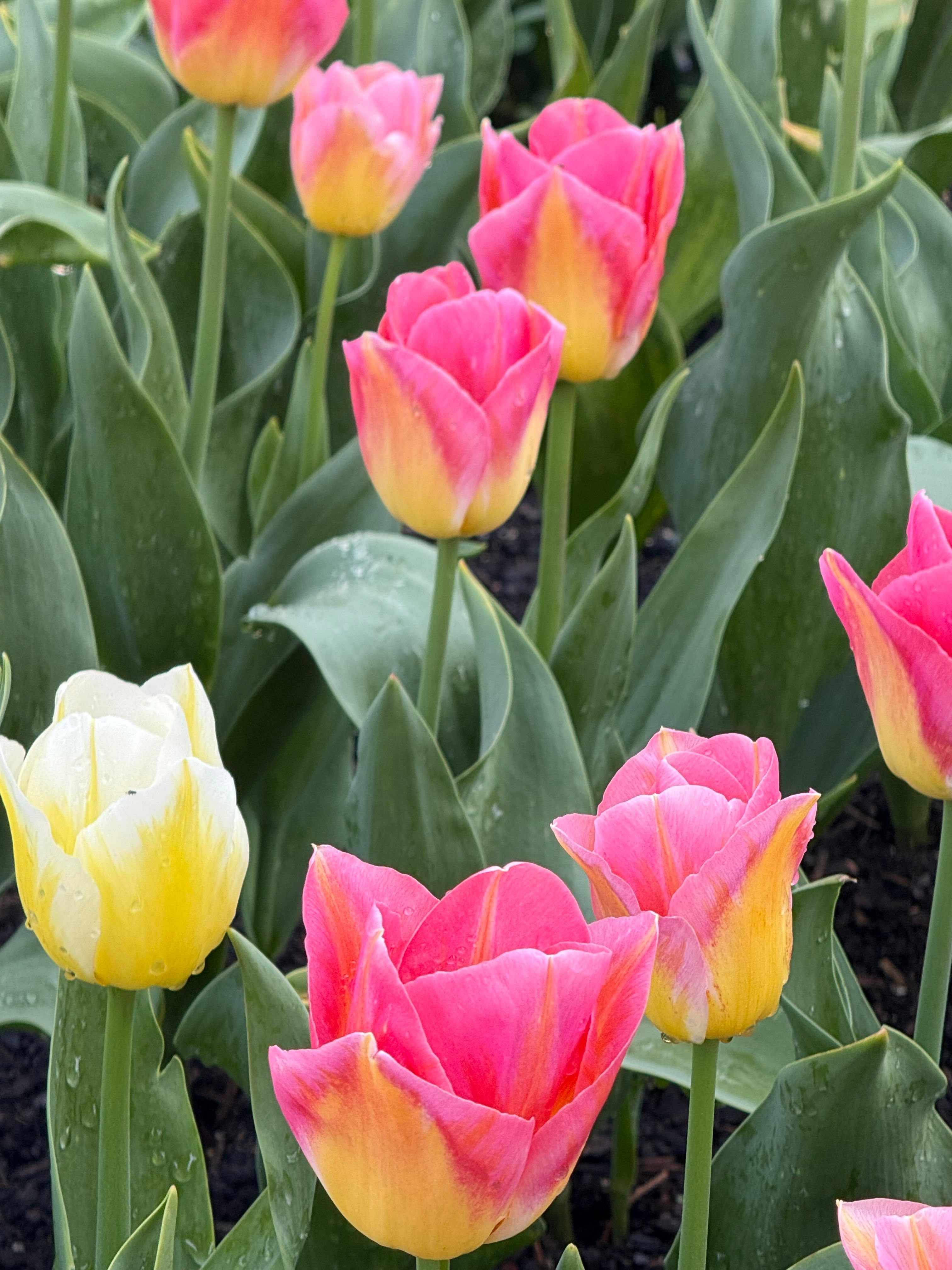 Flower Landscape Photos, Download The BEST Free Flower Landscape Stock ...
