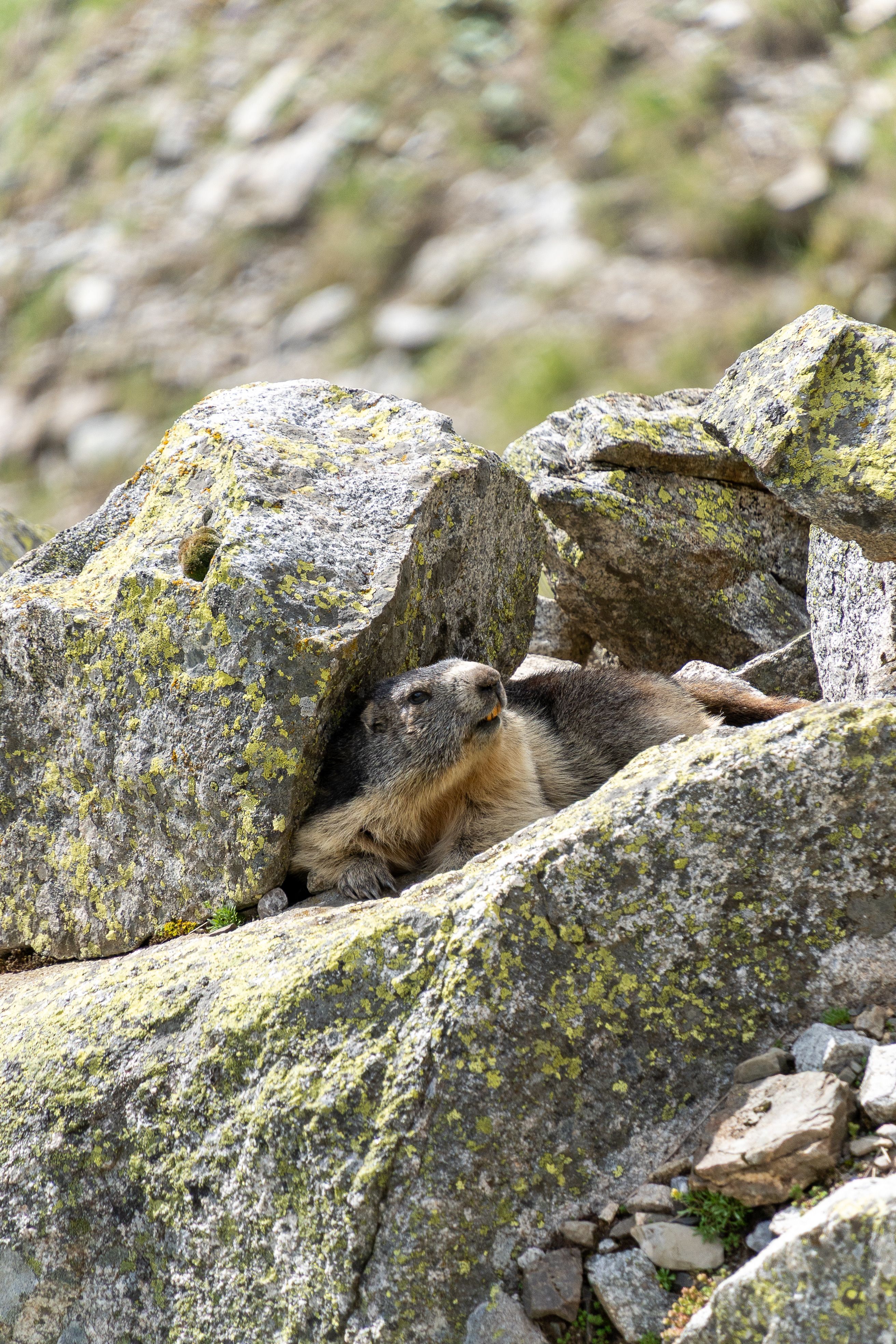 Vole+Animal Photos, Download The BEST Free Vole+Animal Stock Photos ...