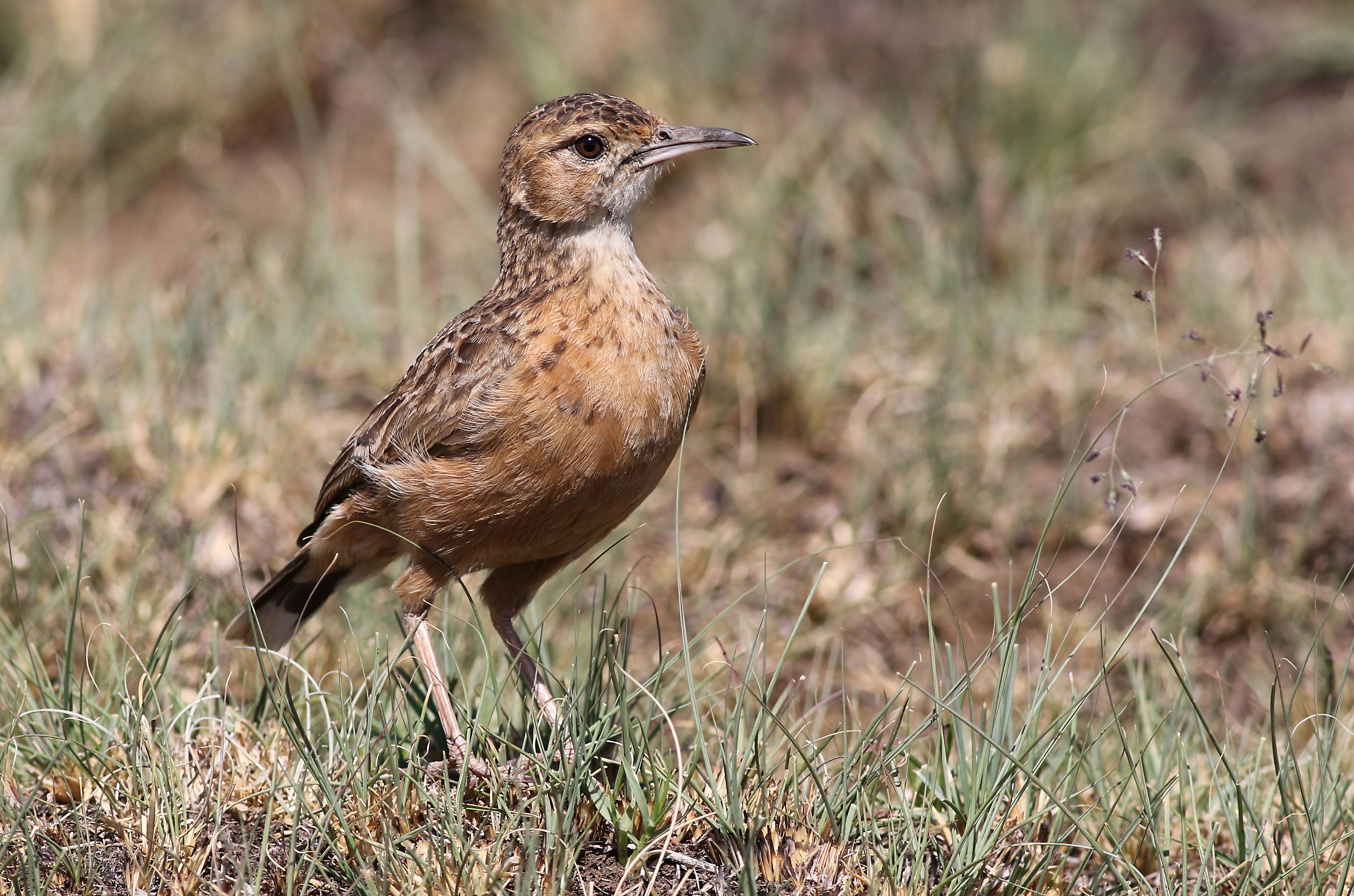Lark Bird Photos, Download The BEST Free Lark Bird Stock Photos & HD Images