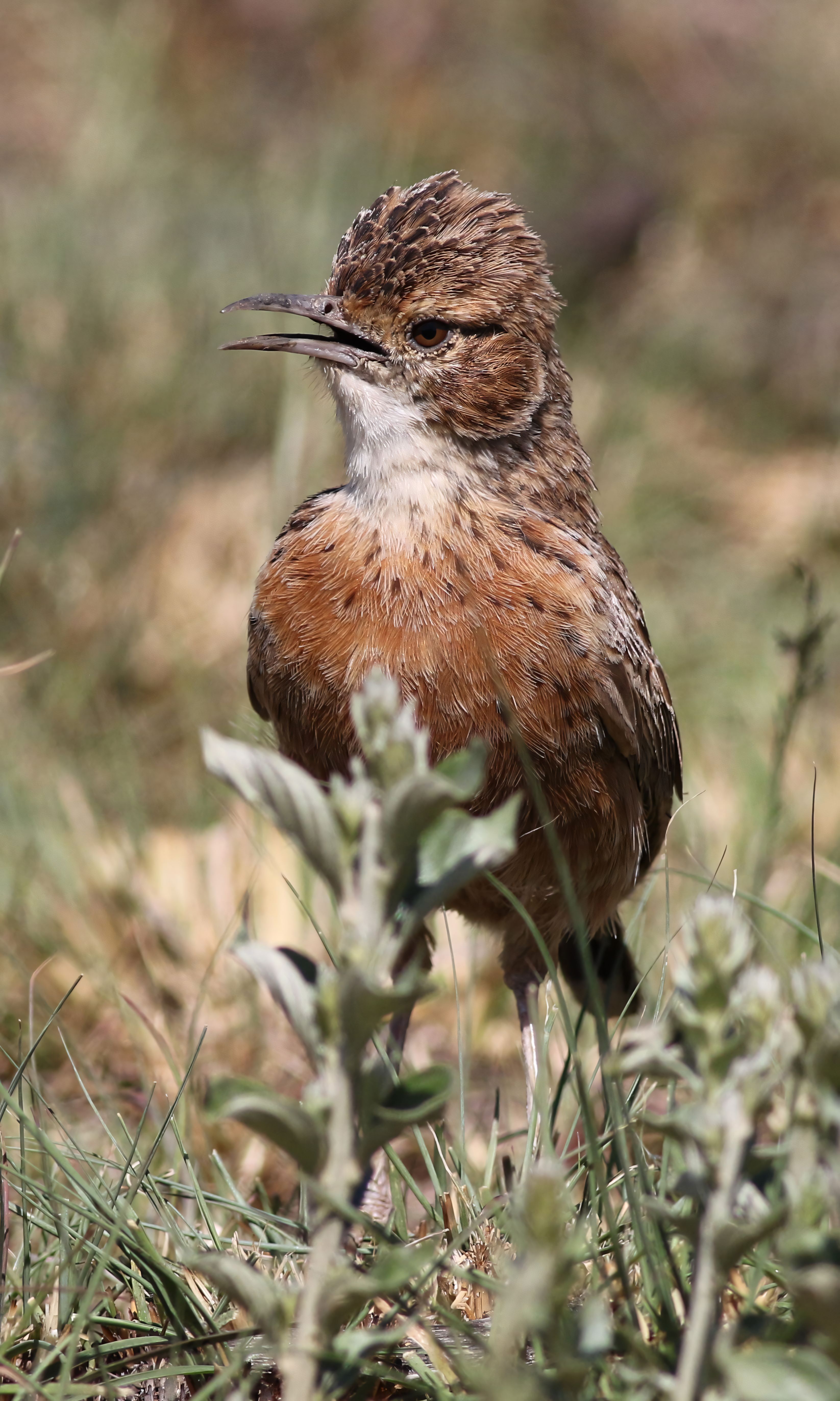 Lark Bird Photos, Download The BEST Free Lark Bird Stock Photos & HD Images
