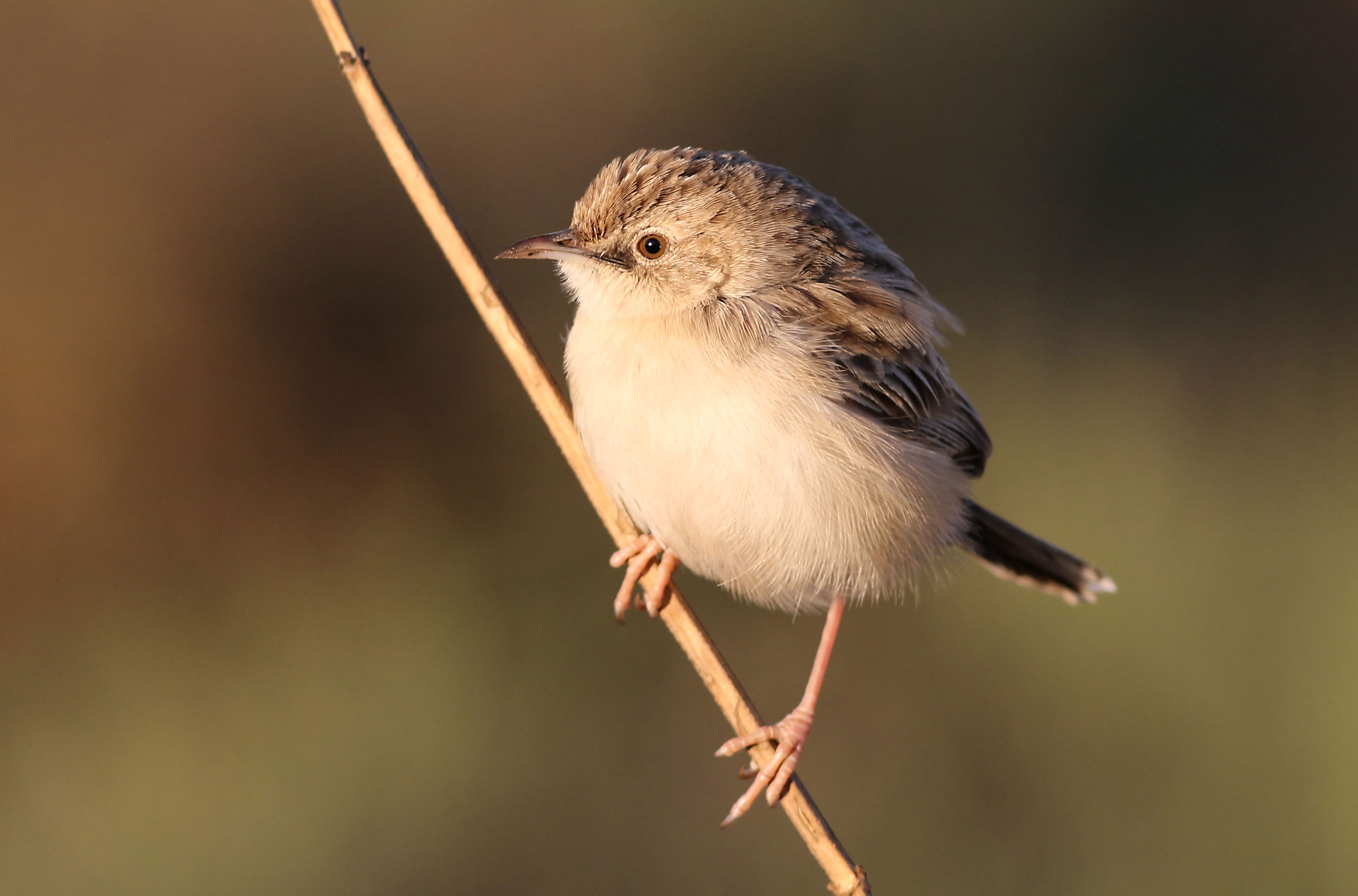 Cisticola Del Desierto Posada Sobre Un Junco En La Naturaleza · Foto de ...