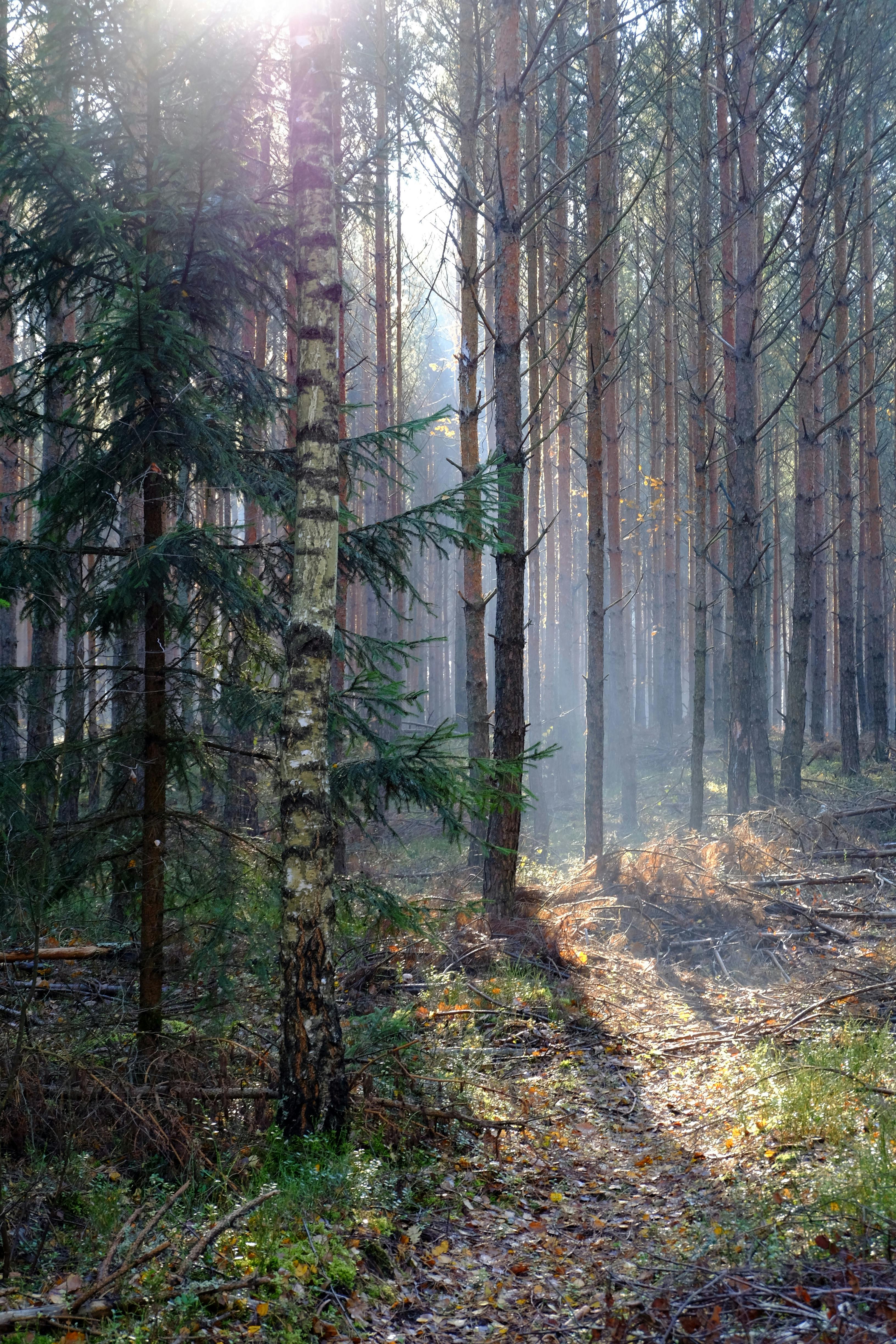 Serene Forest Path with Sunlight in Polska · Free Stock Photo