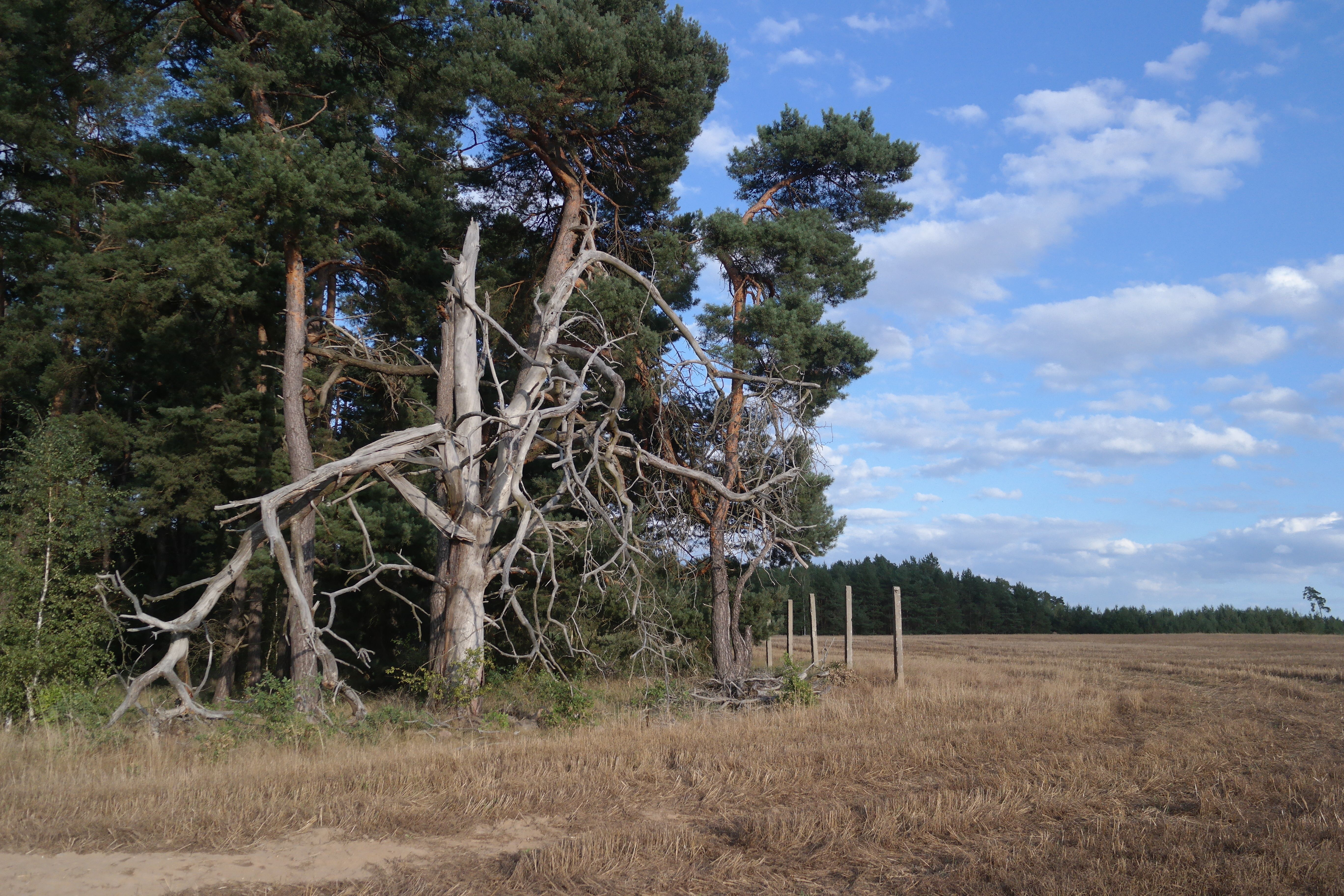 Scenic Pine Trees in Rural Polska Landscape · Free Stock Photo