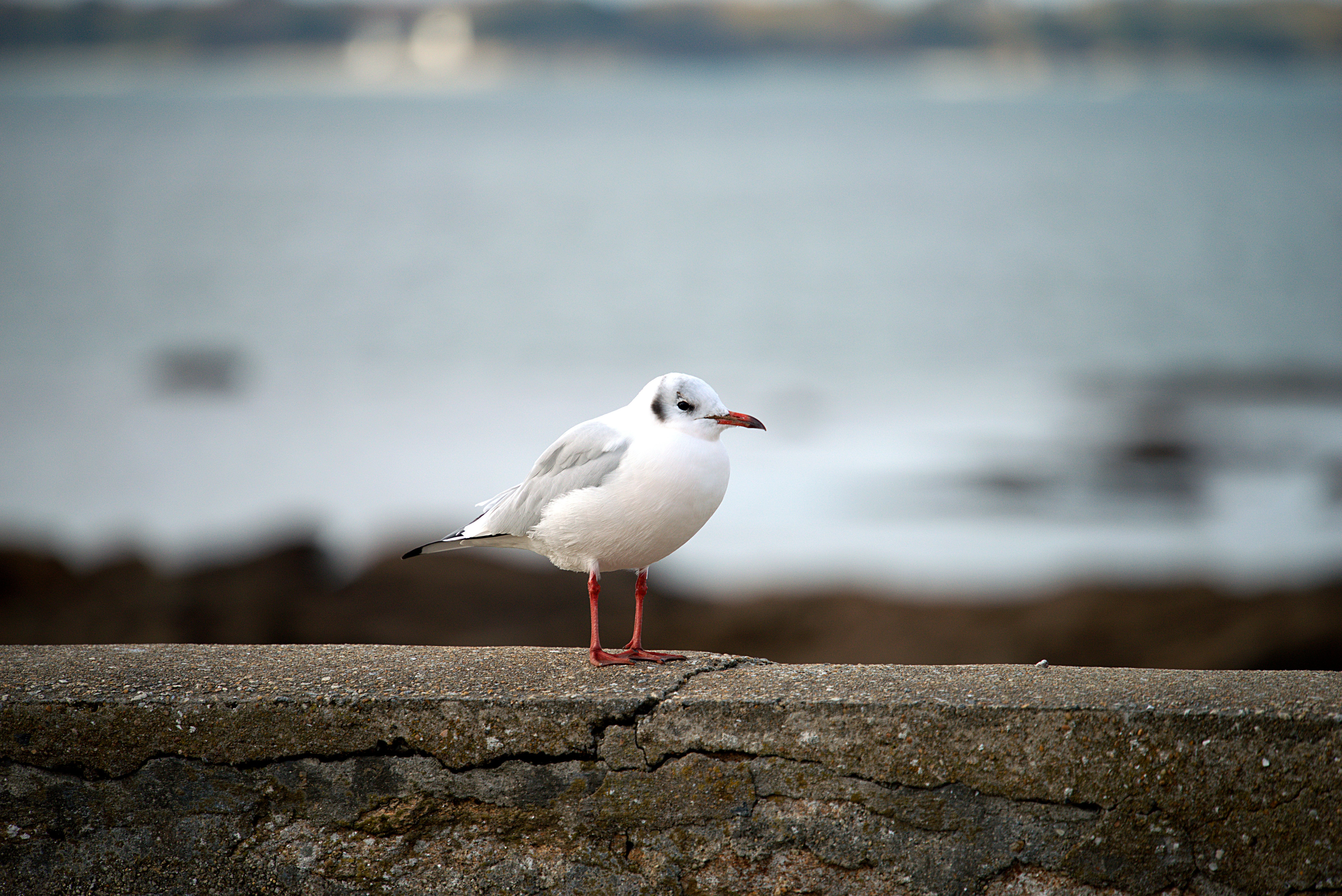 Black-Headed Gull Resting on Seawall in Subtle Light · Free Stock Photo