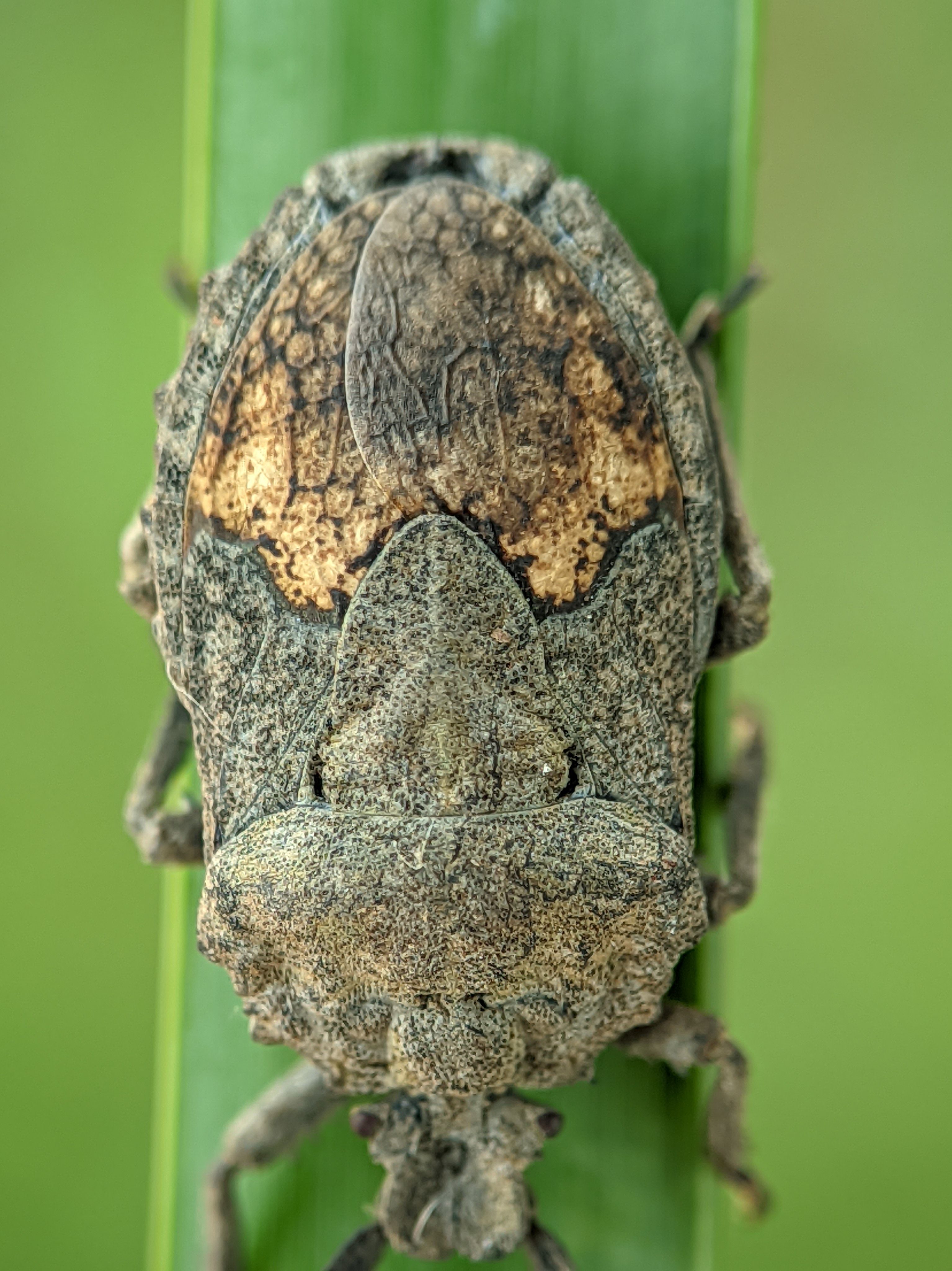 Close-Up Shot of a Camouflaged Insect on Leaf · Free Stock Photo