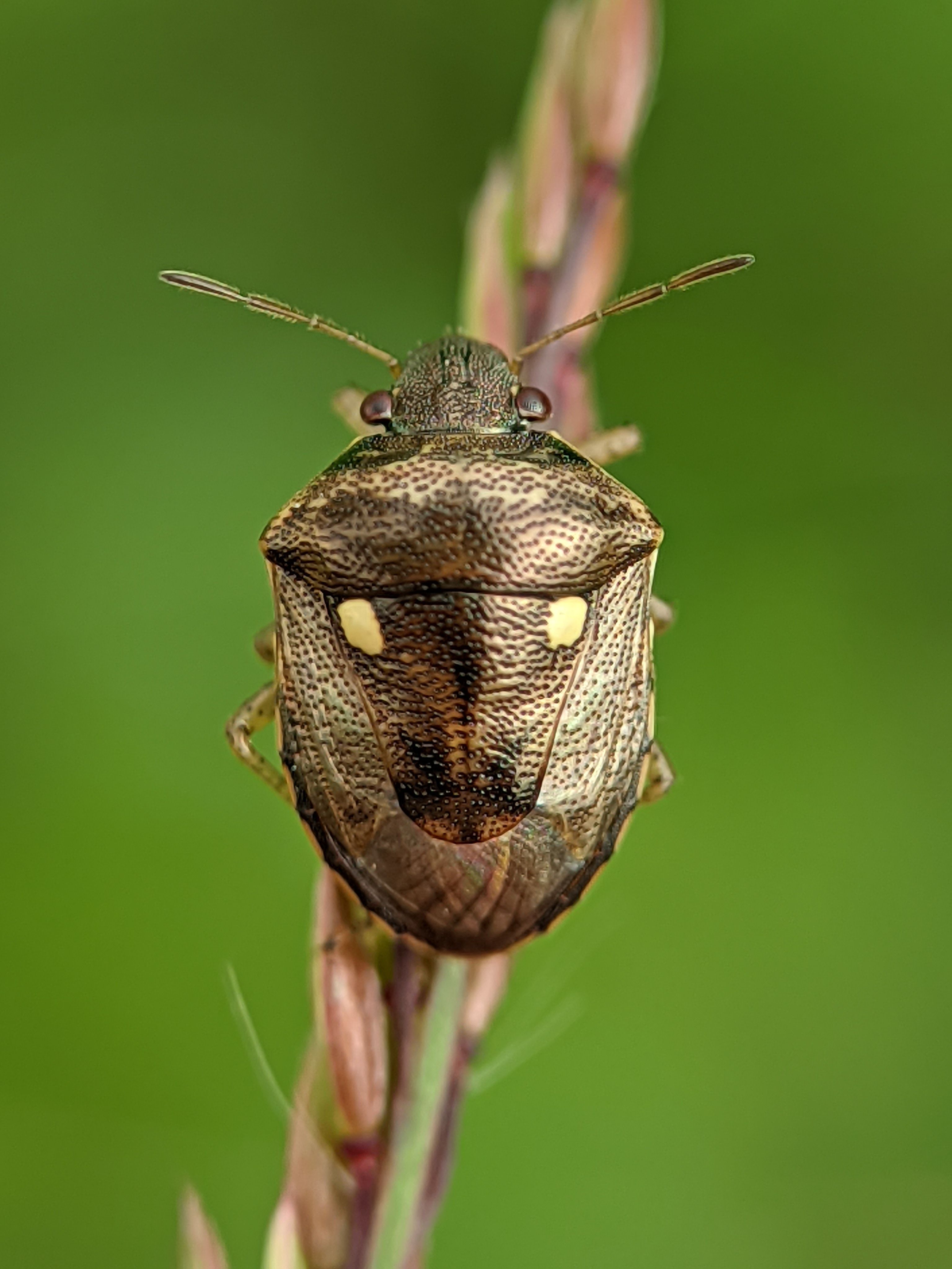 Close-Up Photo of a Shield Bug on a Plant · Free Stock Photo