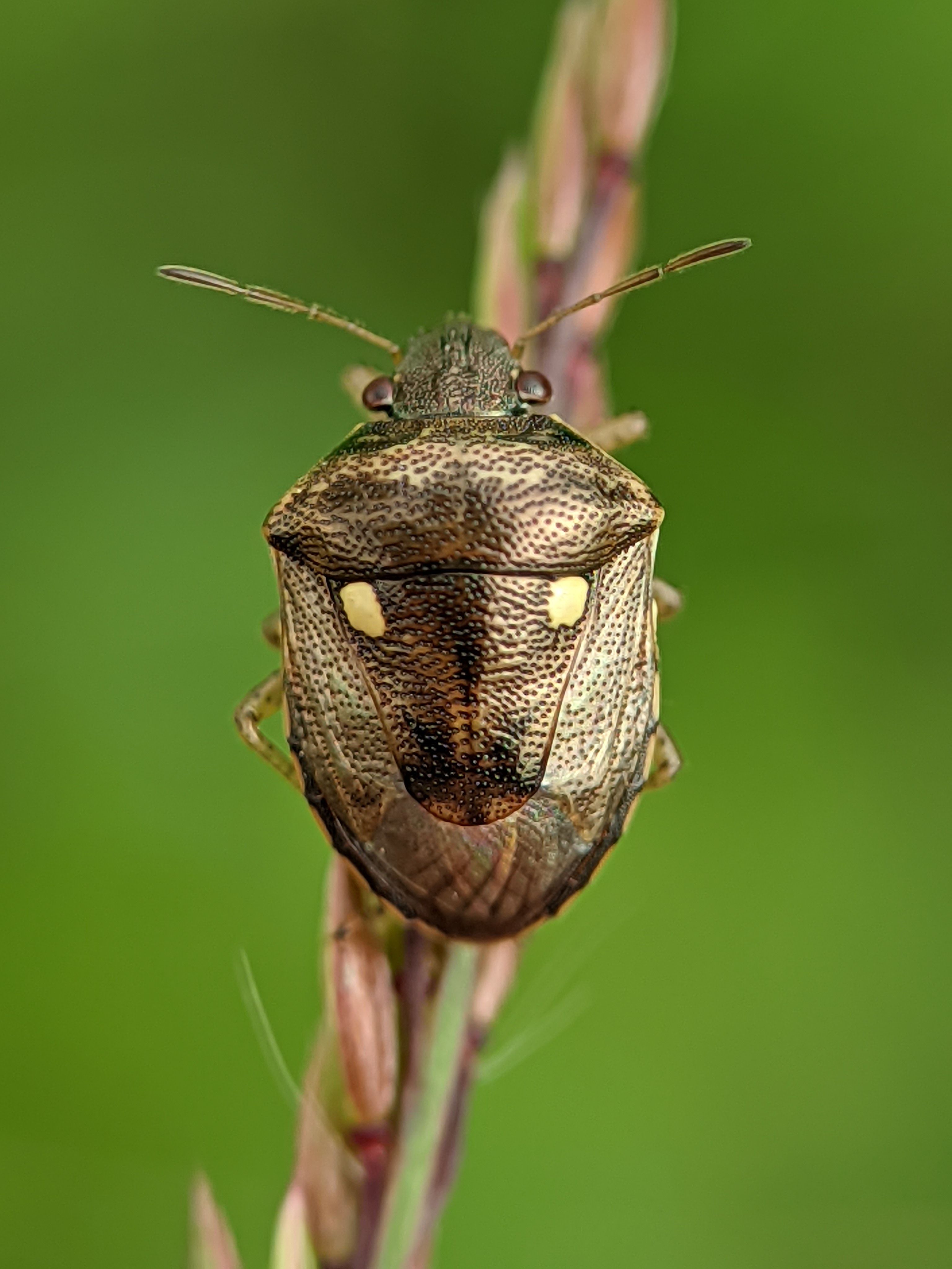 Close-up of a Brown Marmorated Stink Bug on Grass · Free Stock Photo