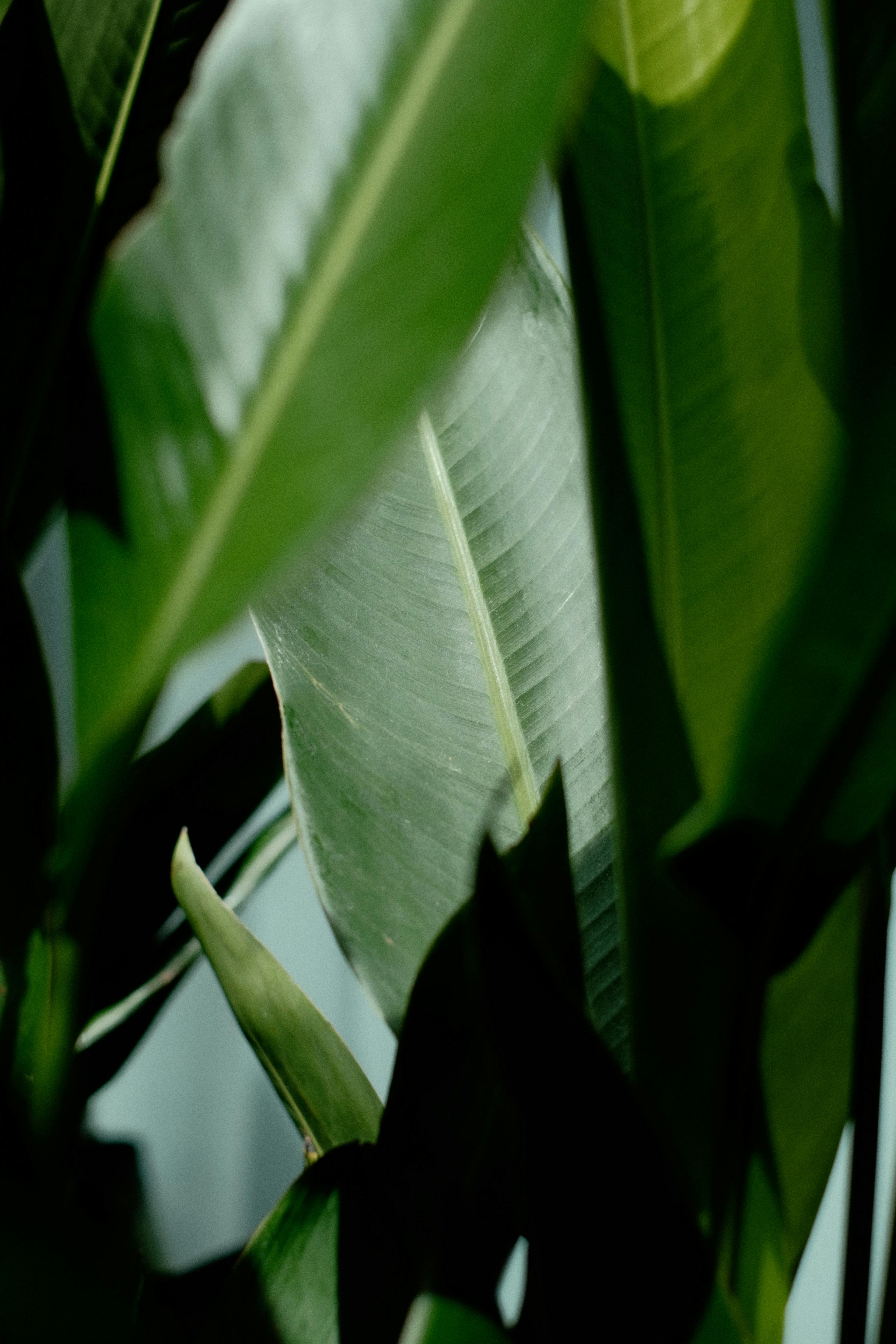 Green+Pfp Photos, Download The BEST Free Green+Pfp Stock Photos & HD Images