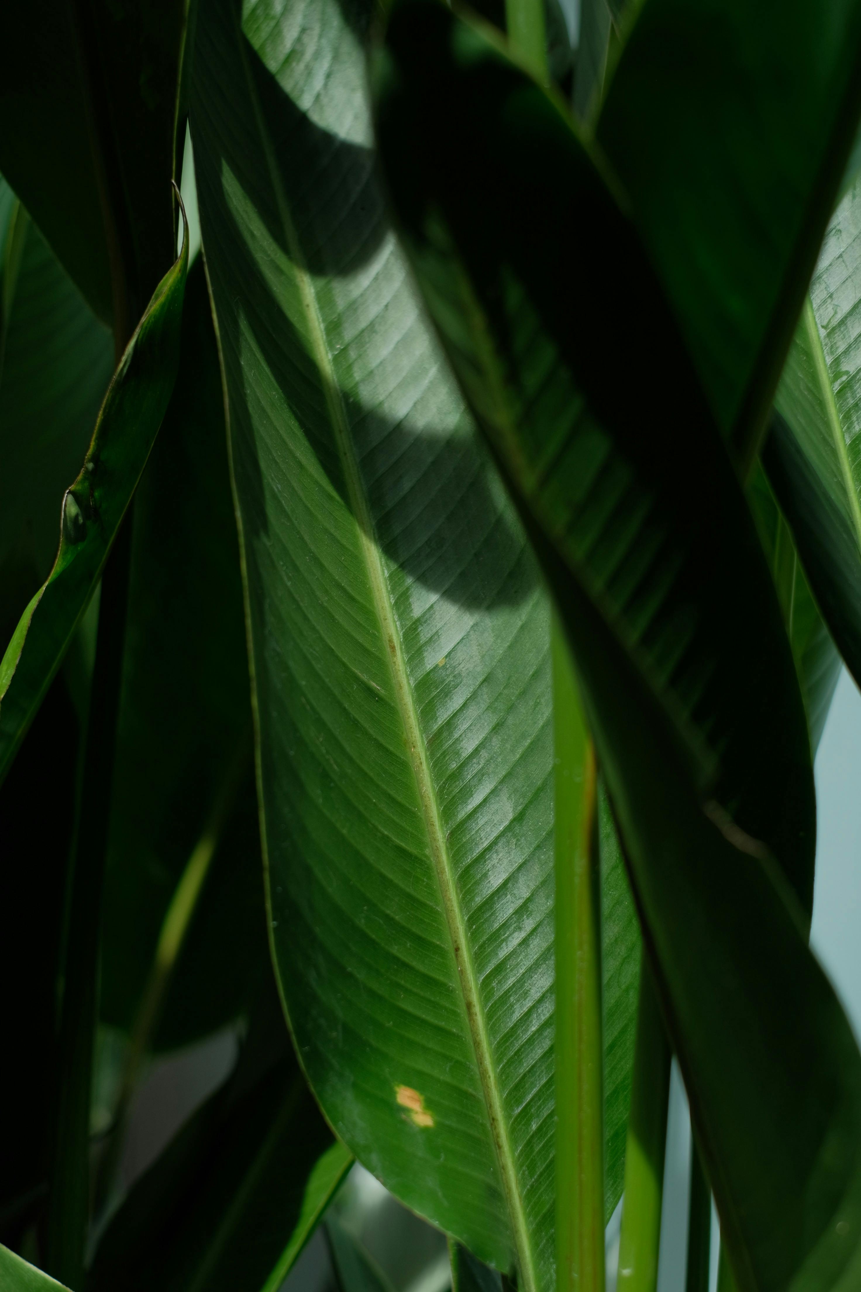 Green+Pfp Photos, Download The BEST Free Green+Pfp Stock Photos & HD Images