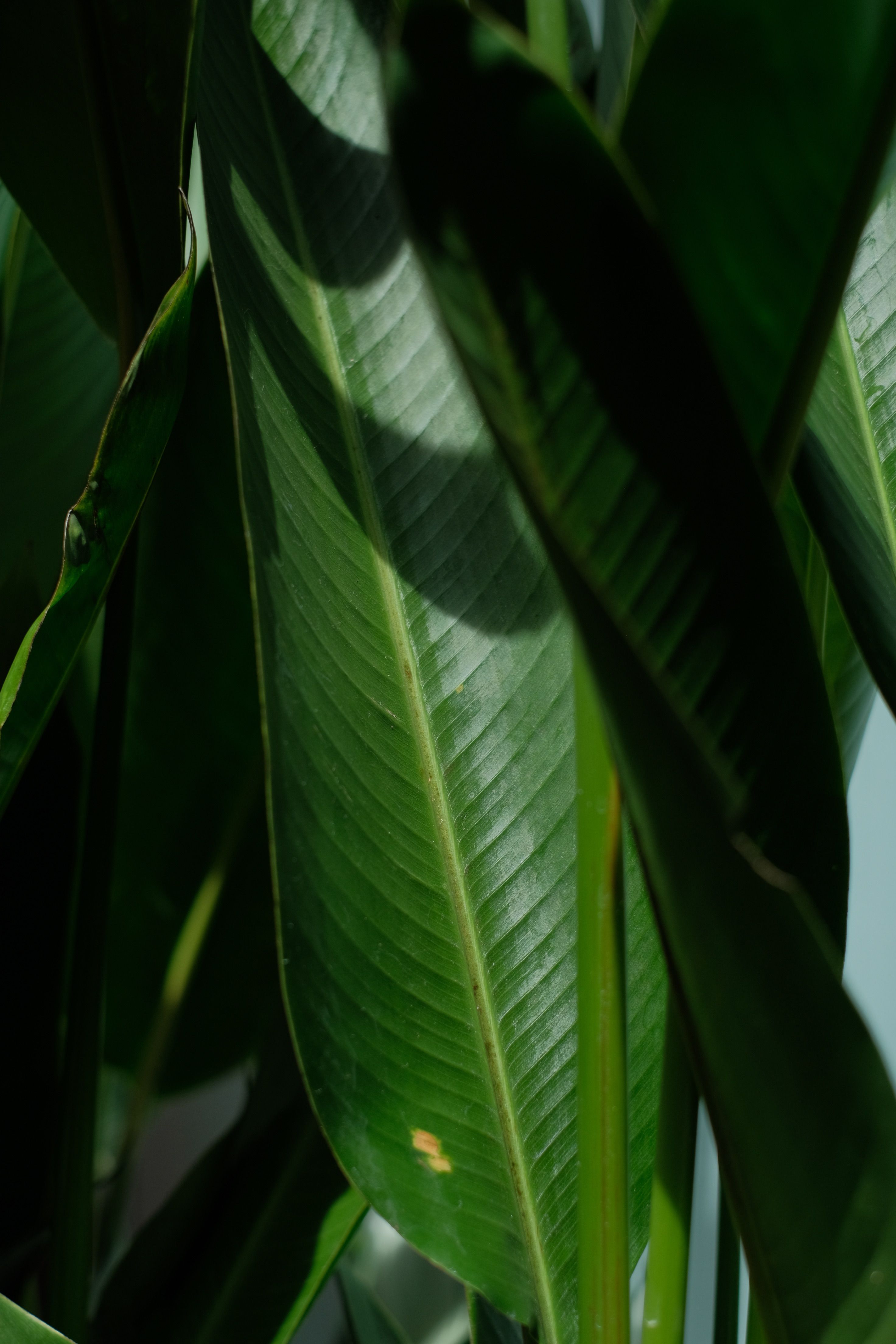 Green+Pfp Photos, Download The BEST Free Green+Pfp Stock Photos & HD Images