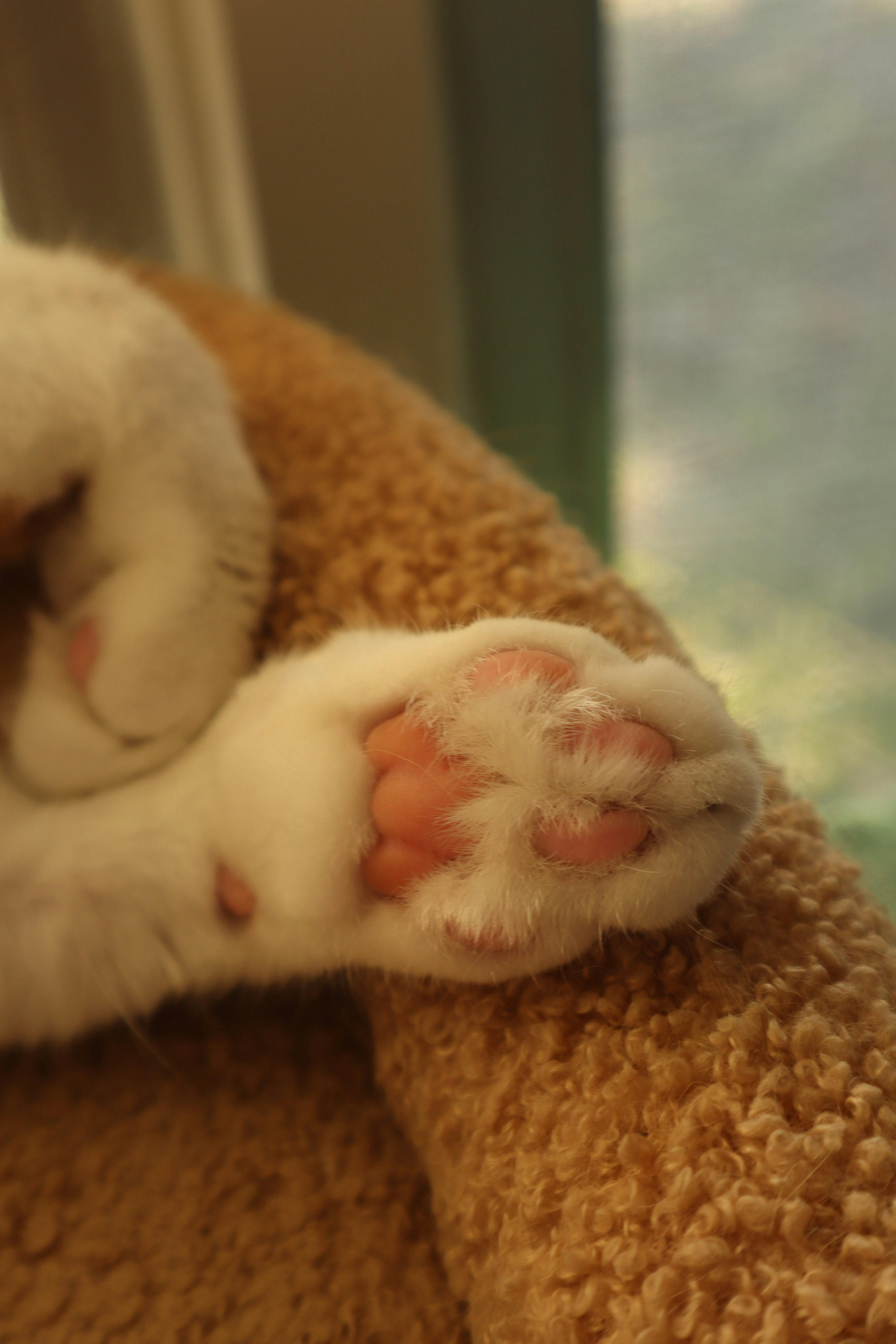 Chill+A+Chill Photos, Download The BEST Free Chill+A+Chill Stock Photos ...