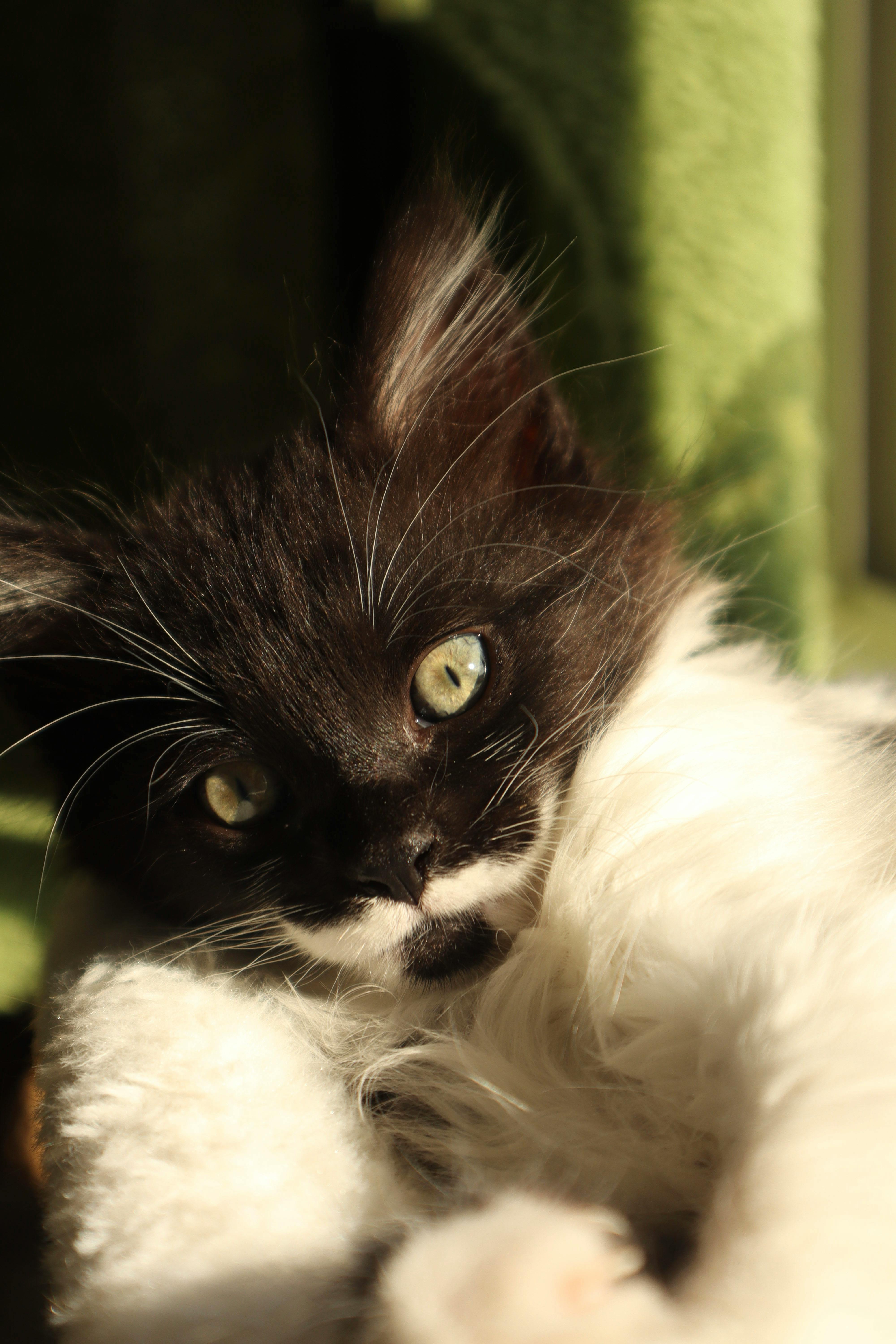 Kuromi Cat Photos, Download The BEST Free Kuromi Cat Stock Photos & HD ...