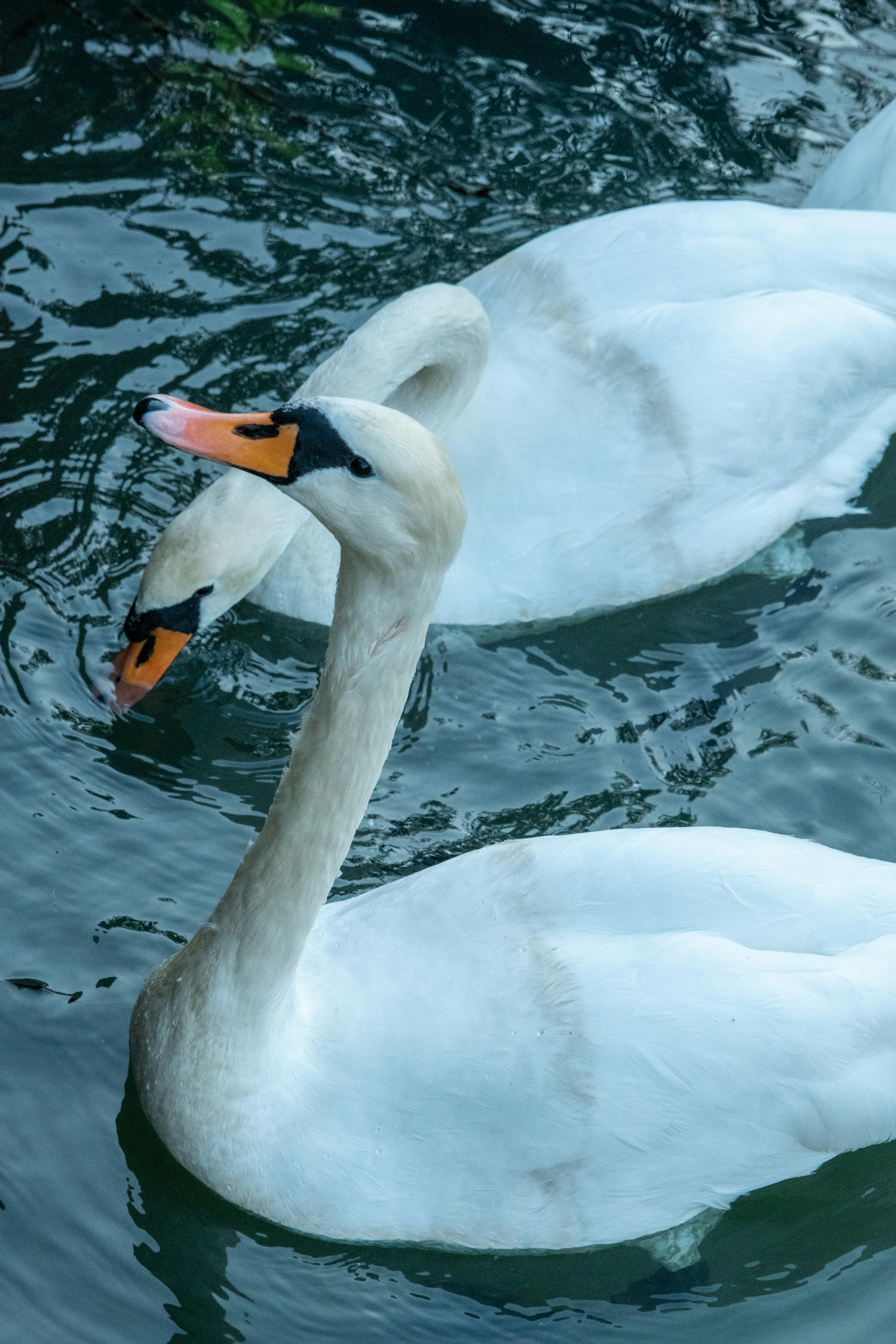Balck And White Trees Photos, Download The BEST Free Balck And White ...