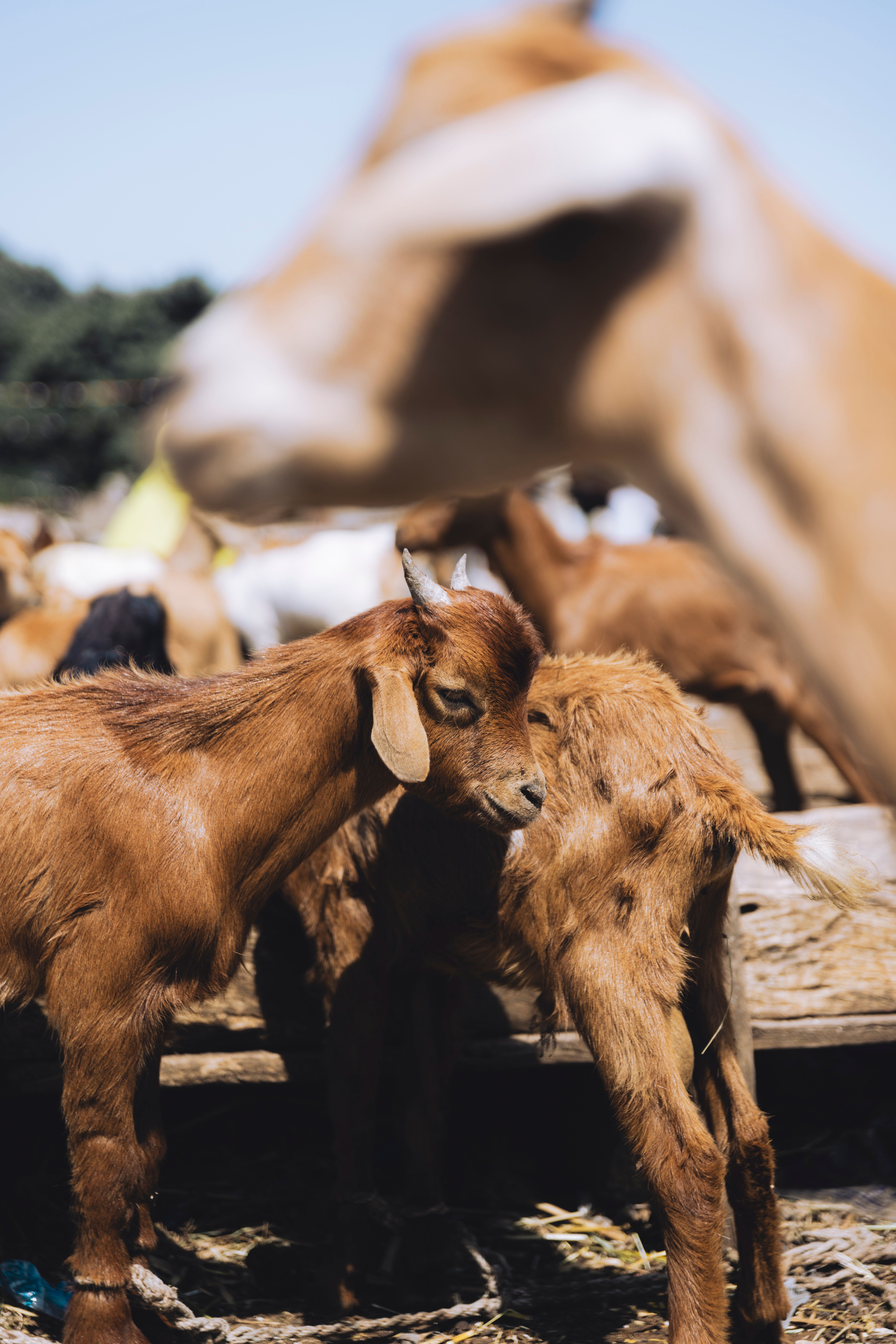 Young Brown Goats in a Rural Farm Setting · Free Stock Photo