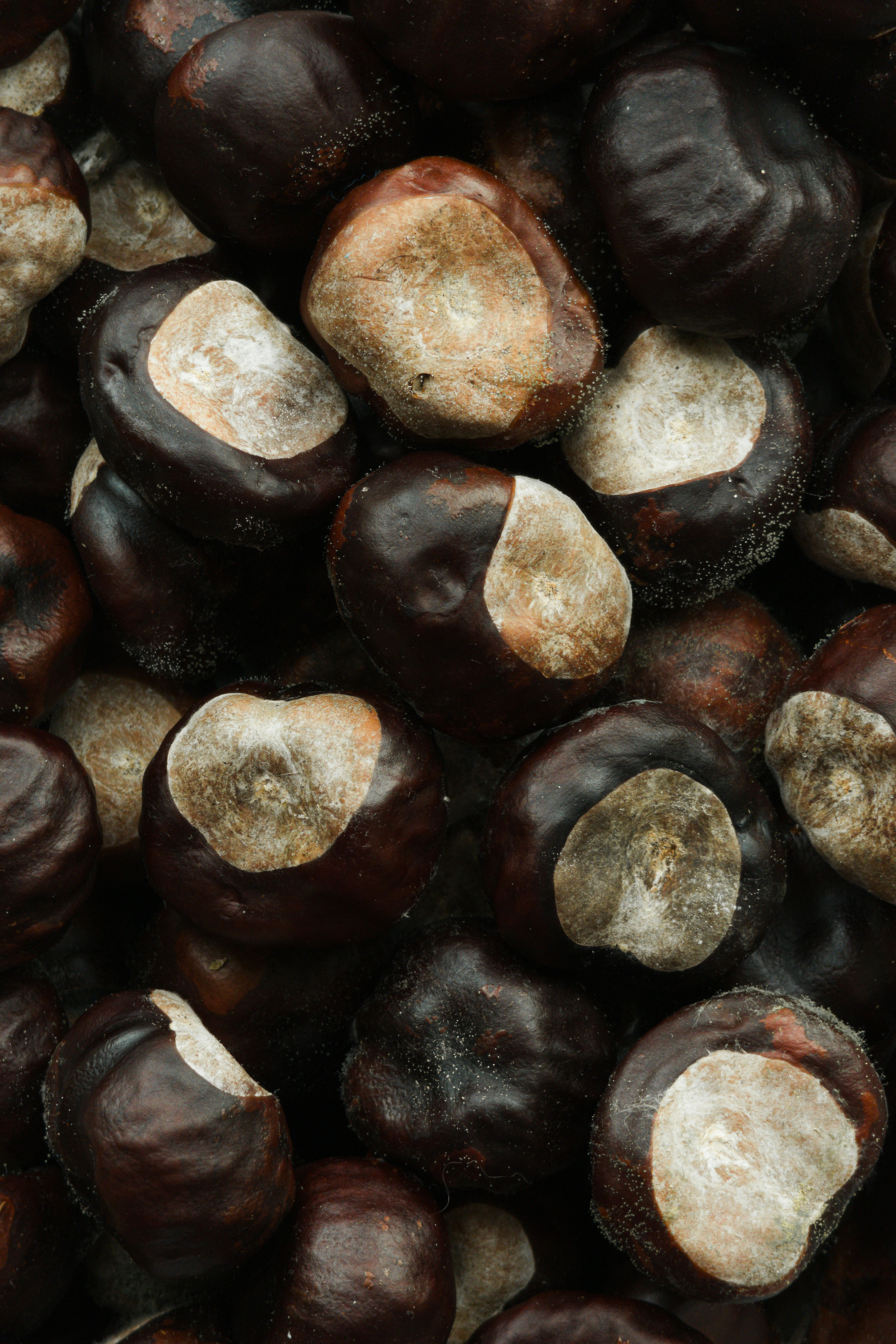 Fall Food Photos, Download The BEST Free Fall Food Stock Photos & HD Images