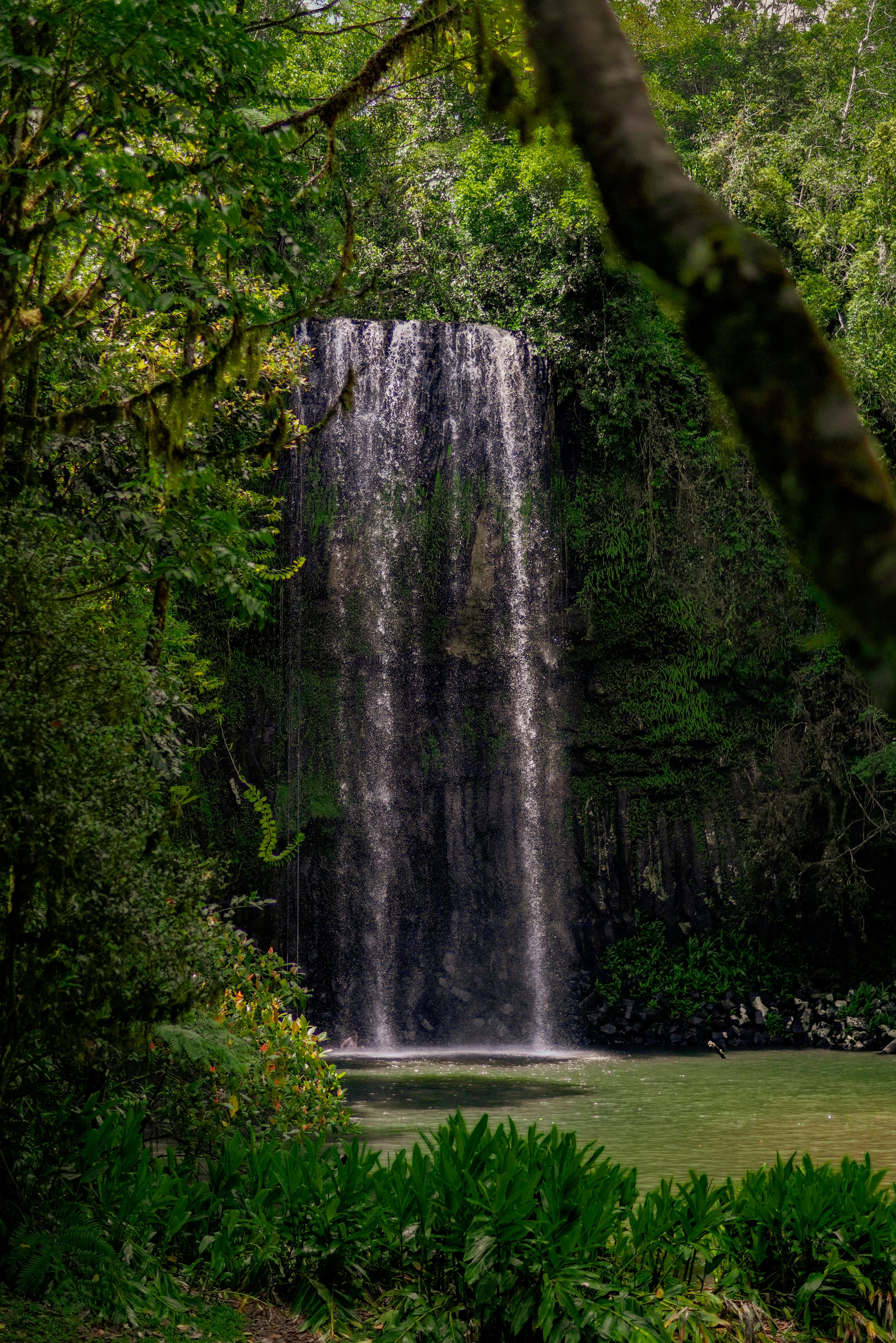 Serene Waterfall Amidst Lush Greenery in the Forest · Free Stock Photo