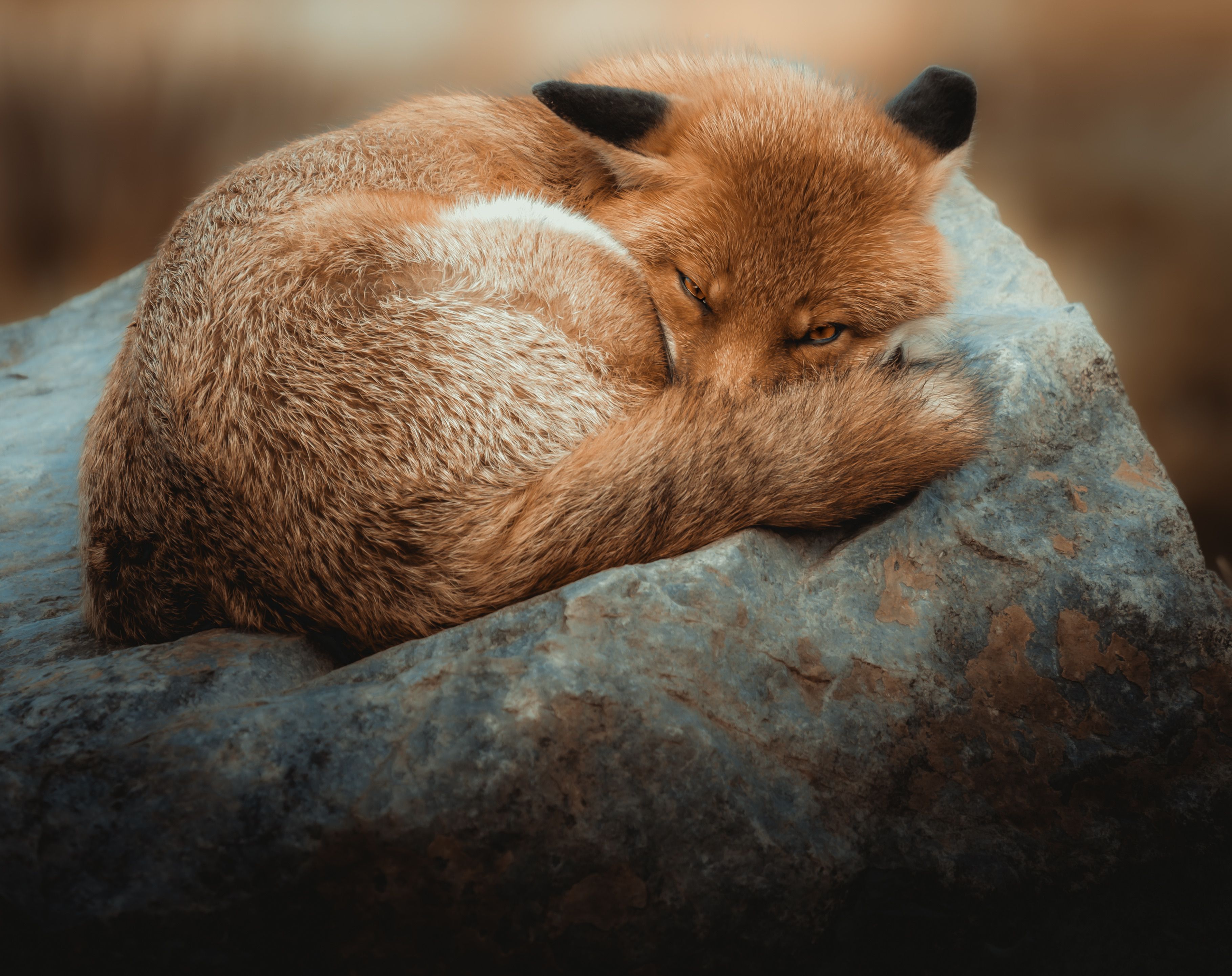 Resting Red Fox on Rock in Natural Habitat · Free Stock Photo