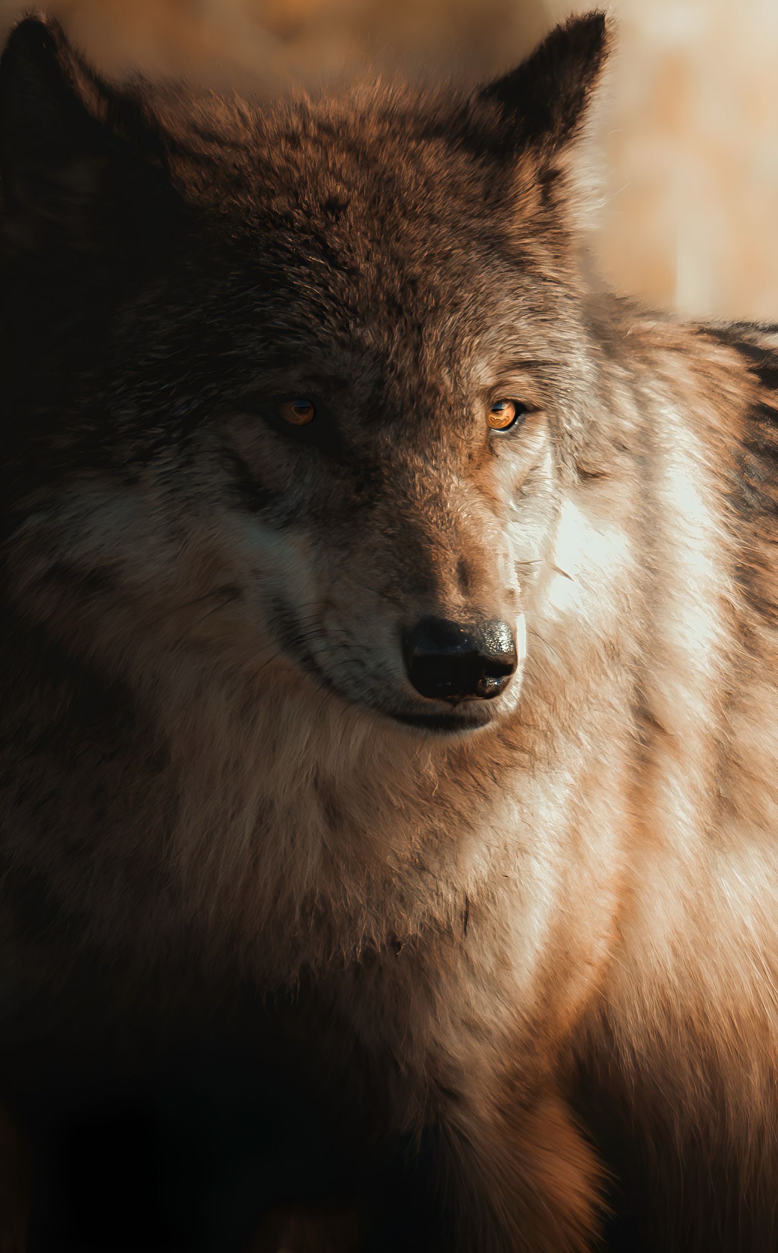 Wolf Face Photos, Download The BEST Free Wolf Face Stock Photos & HD Images