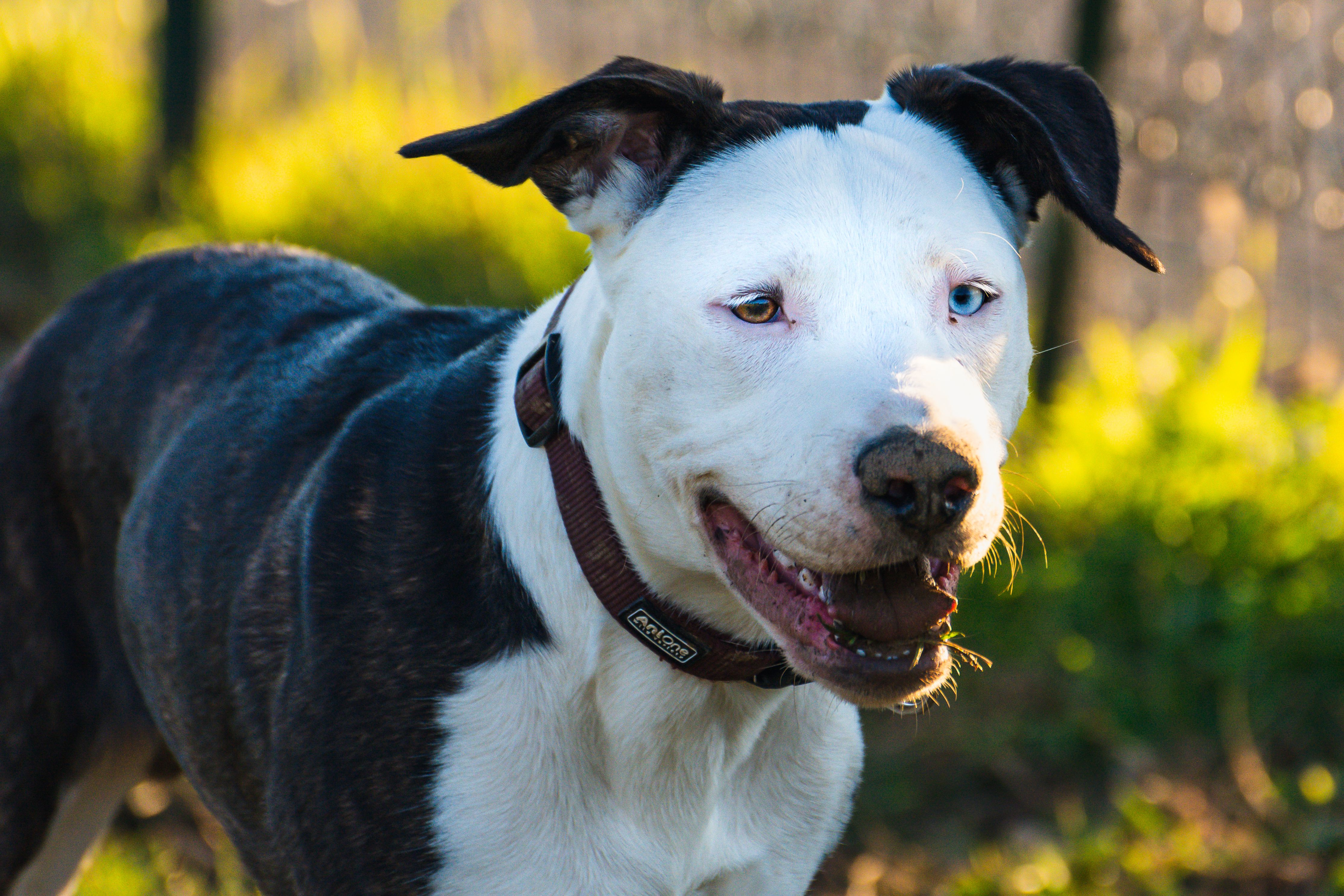 Curious Pitbull Terrier with Heterochromia Outdoors · Free Stock Photo