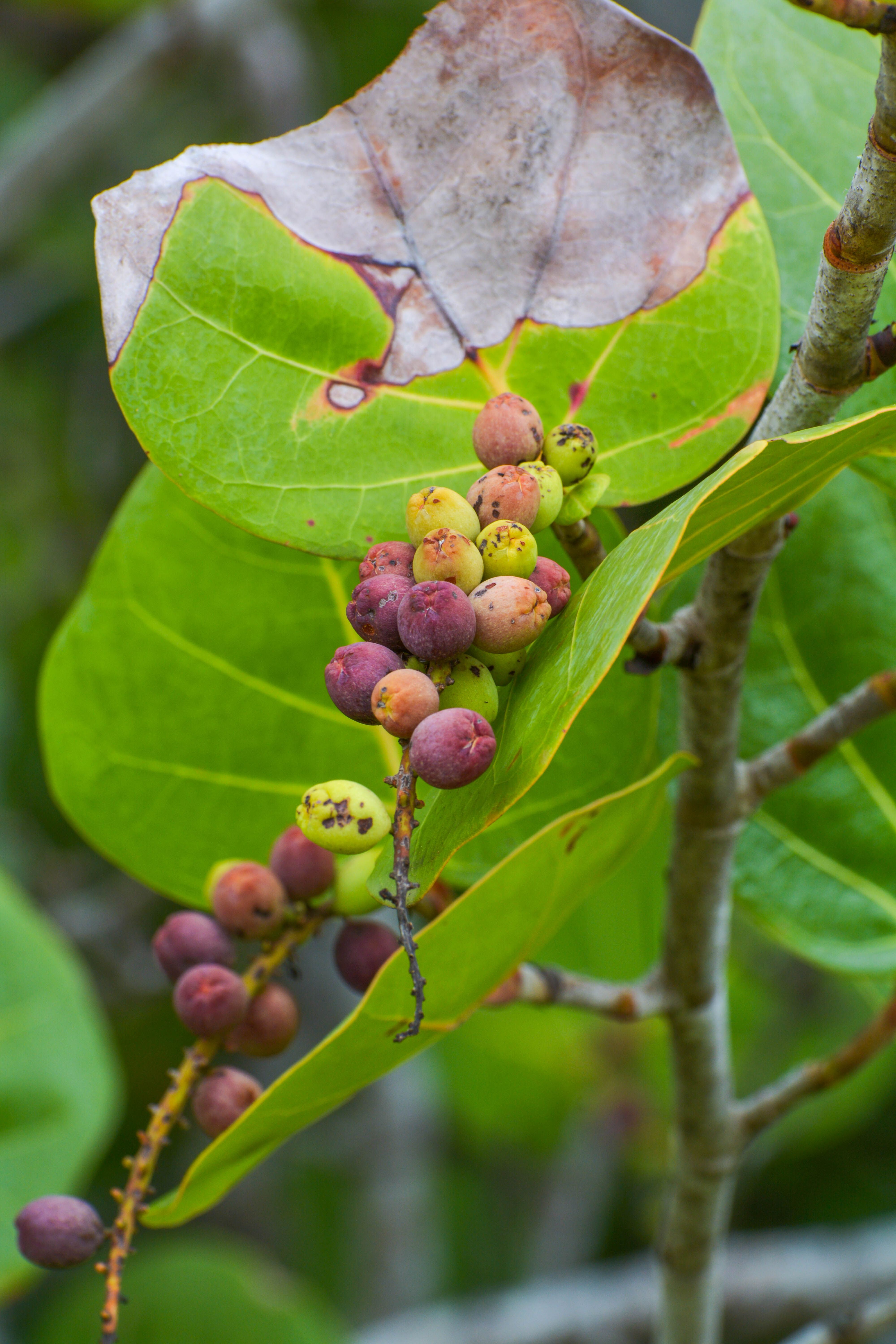 Benefits Tree Photos, Download The BEST Free Benefits Tree Stock Photos ...