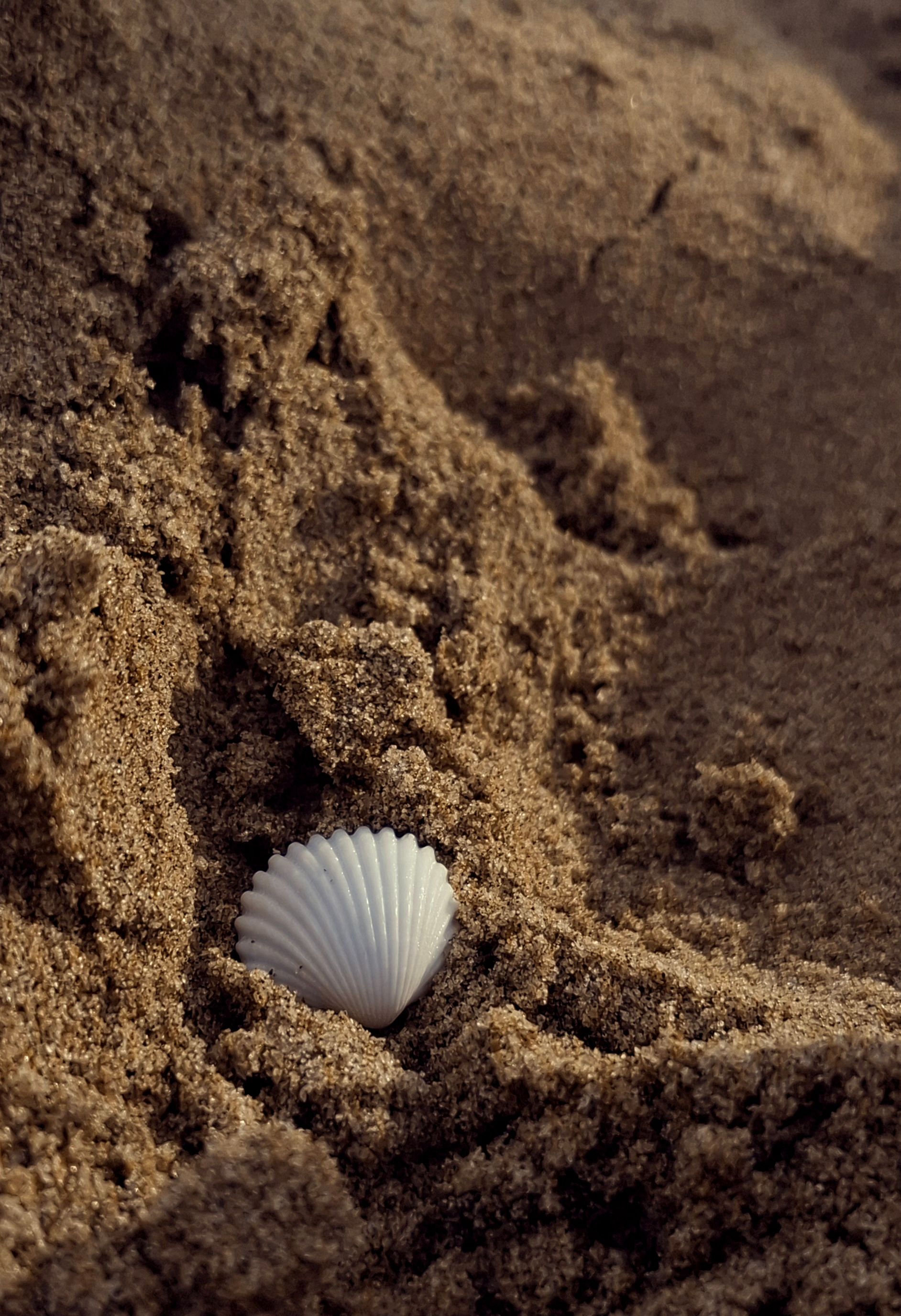 Seashell Partially Buried in Sandy Beach · Free Stock Photo