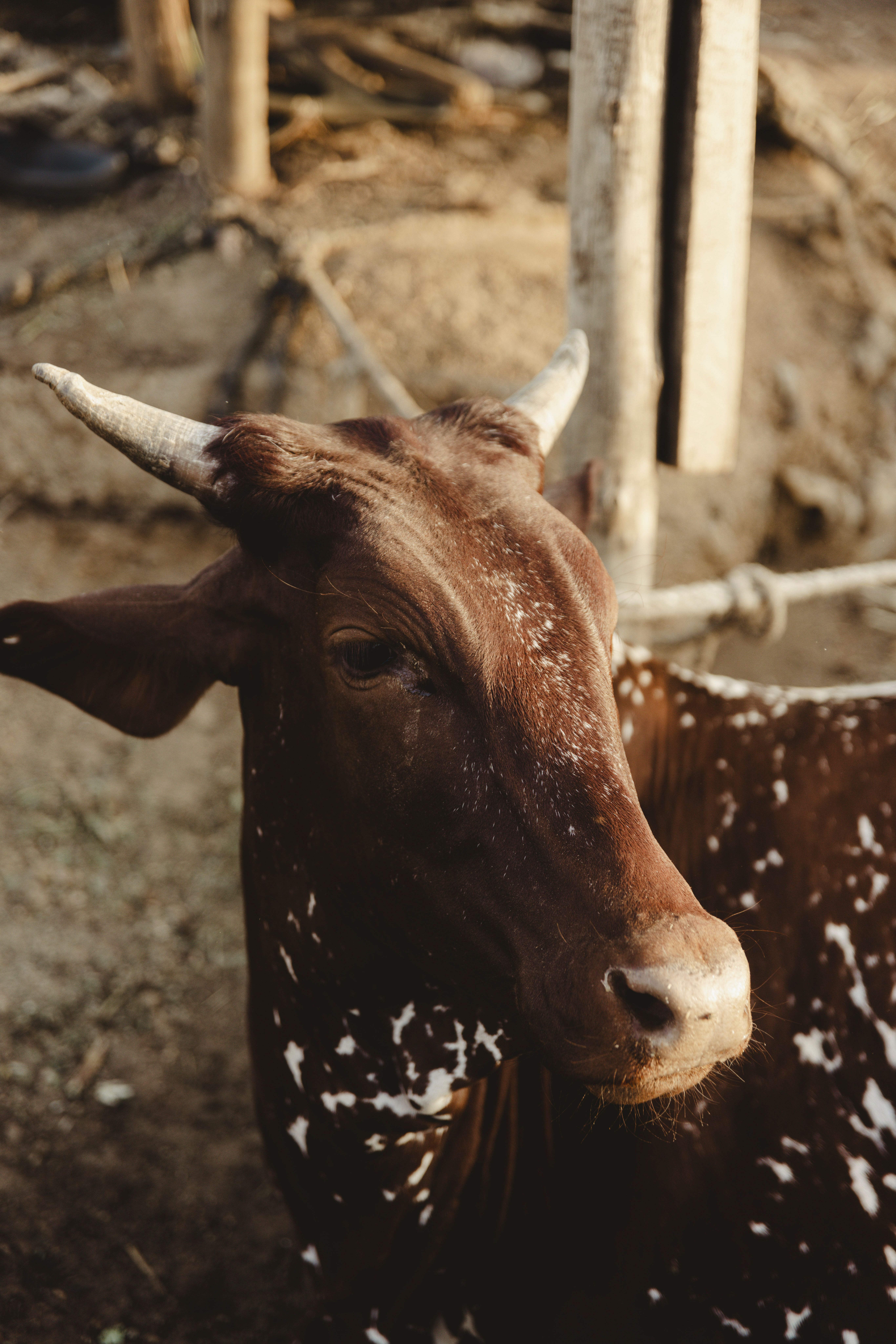 Cow Drunk Photos, Download The BEST Free Cow Drunk Stock Photos & HD Images