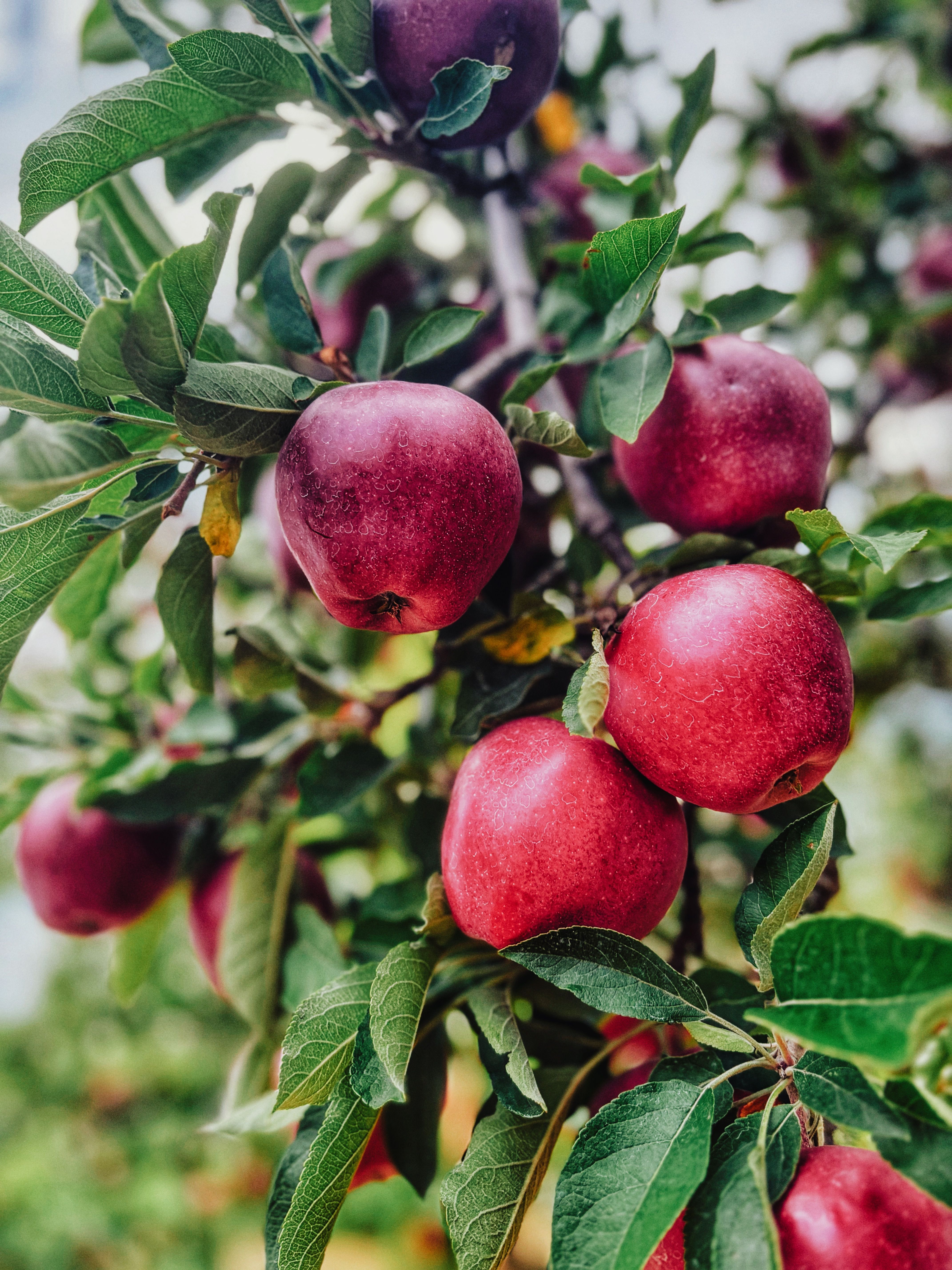 Vibrant Red Apples on Tree Branch · Free Stock Photo