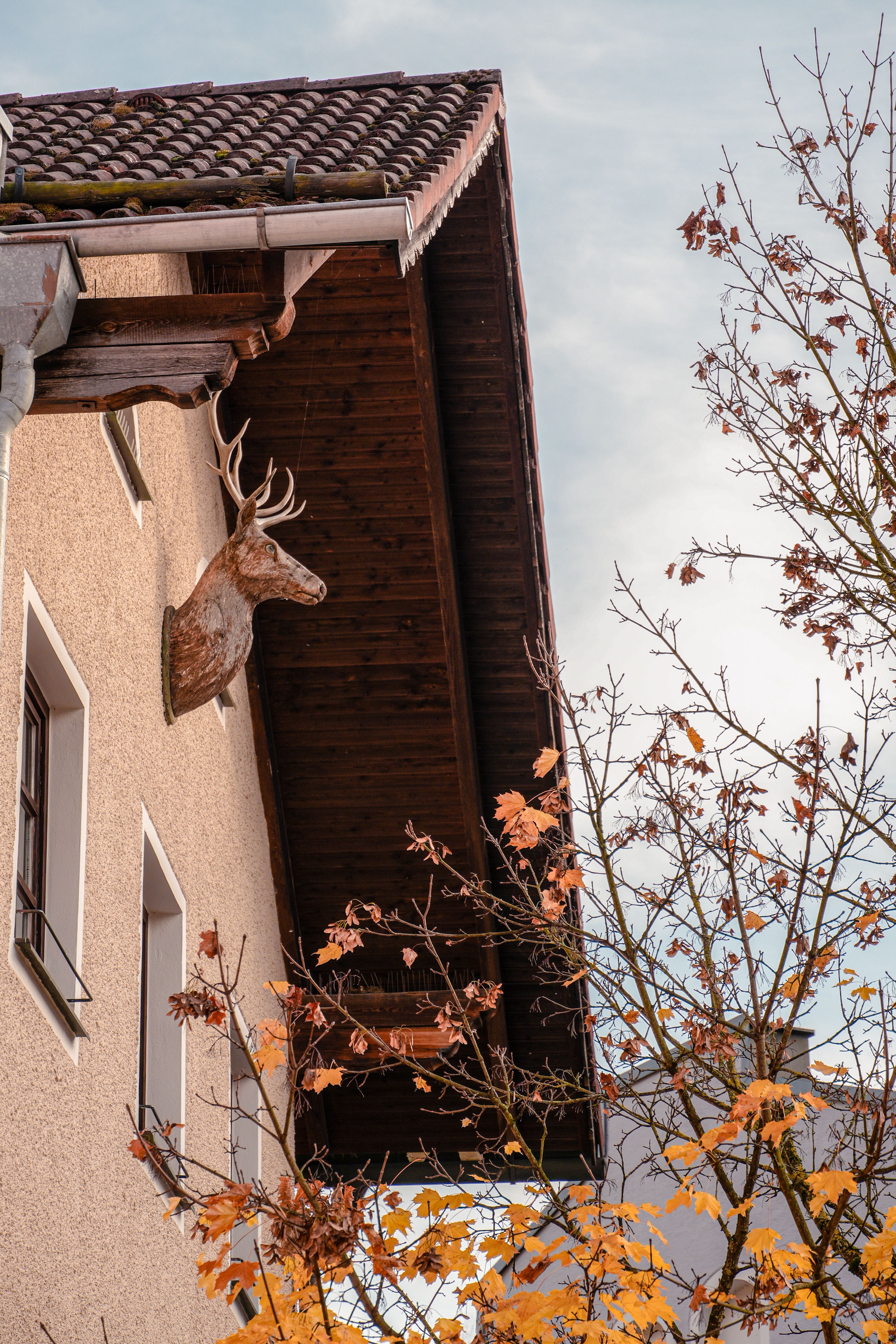 Rustic Building with Stag Head in Autumn · Free Stock Photo