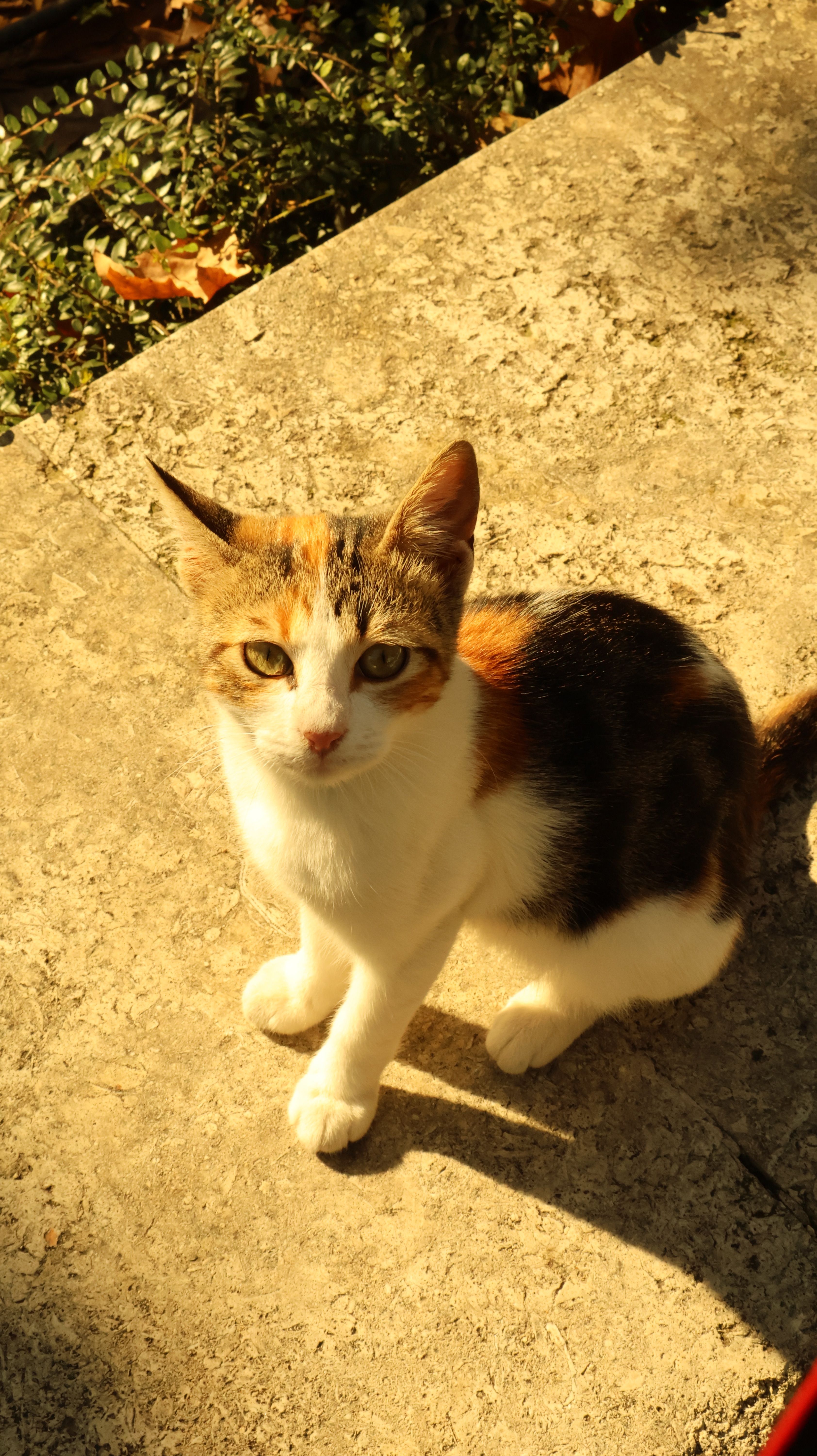 Cat Hitting Photos, Download The BEST Free Cat Hitting Stock Photos ...