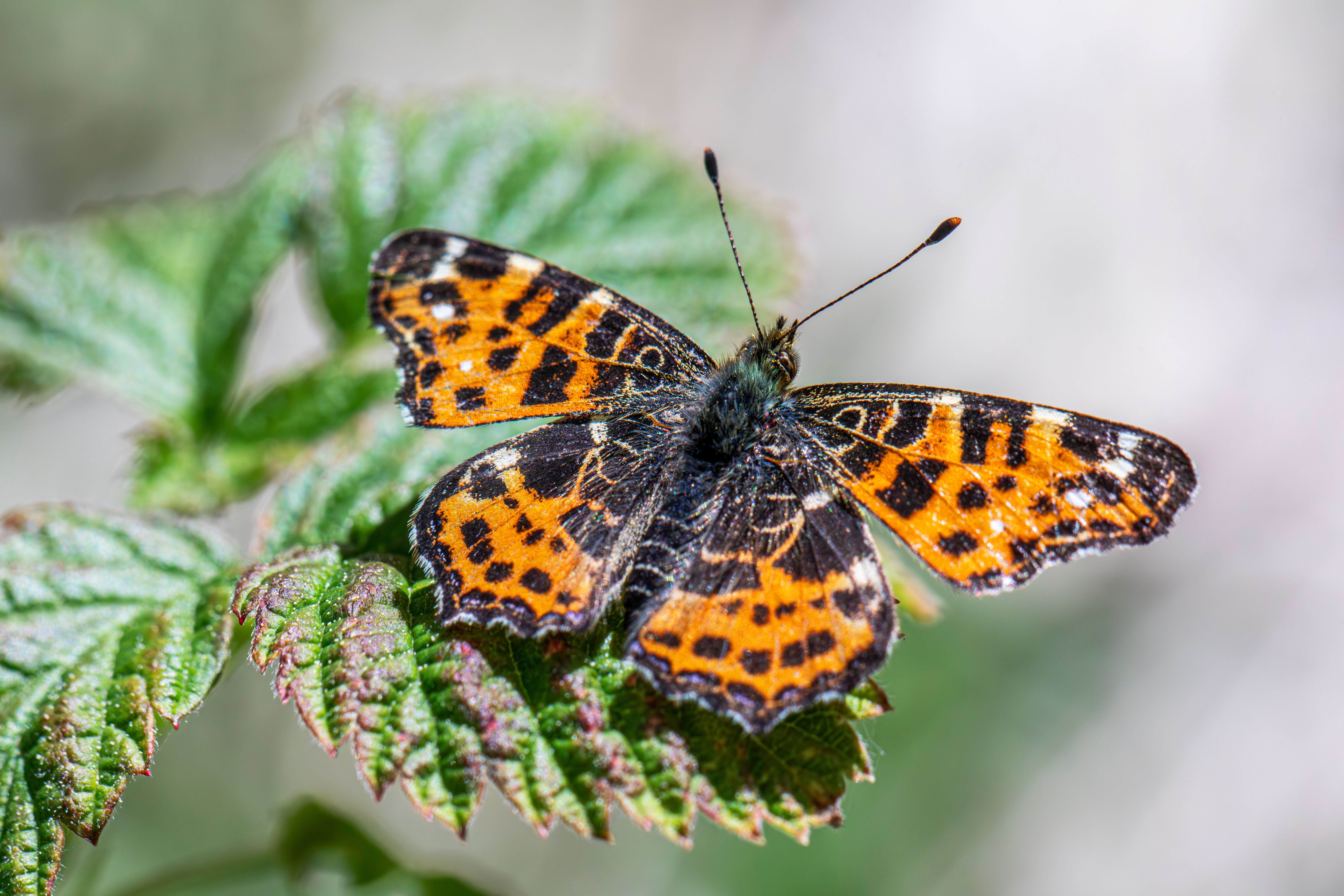 Macro Shot of Araschnia Levana Butterfly on Leaf · Free Stock Photo