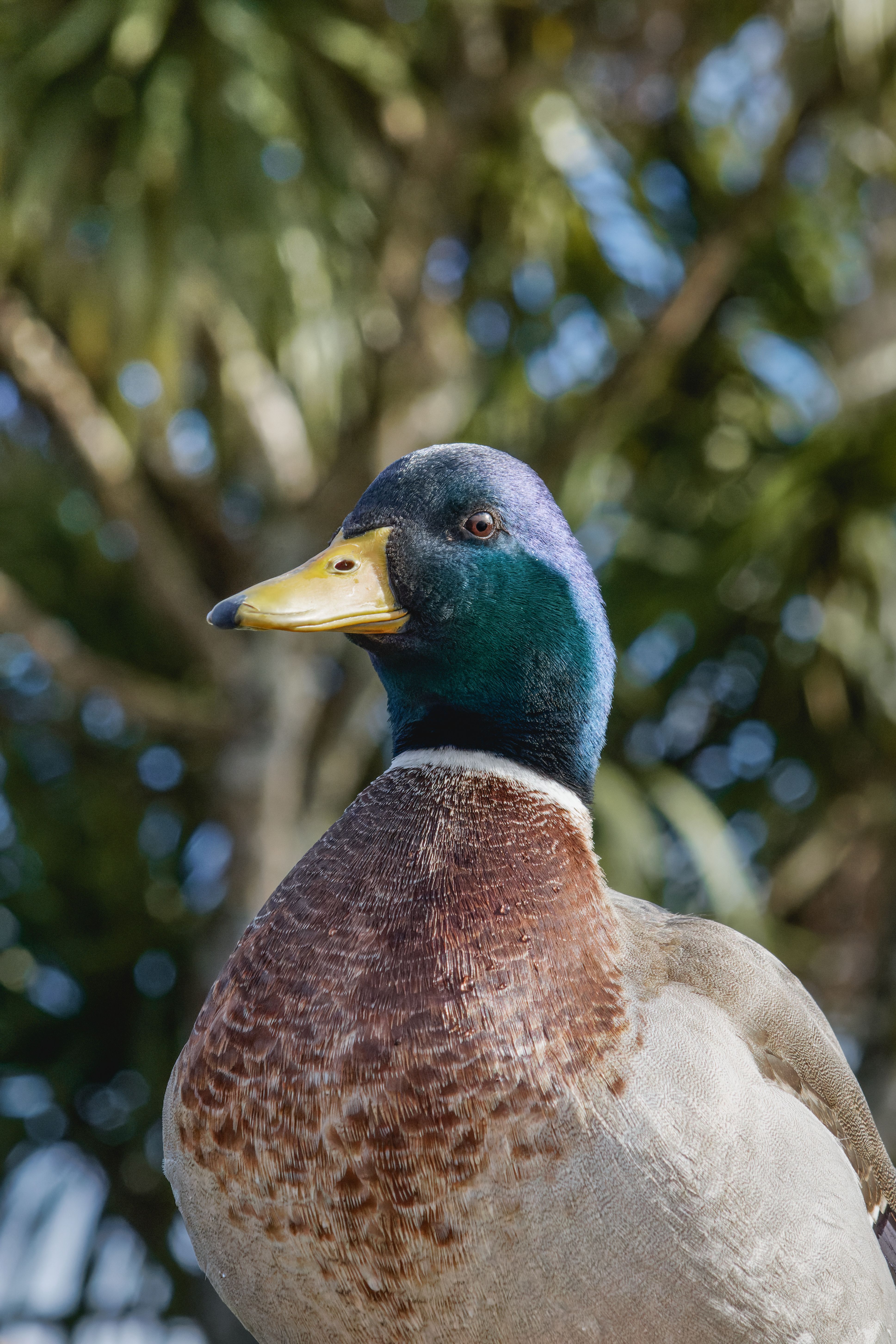 Bird Facturation Photos, Download The BEST Free Bird Facturation Stock ...