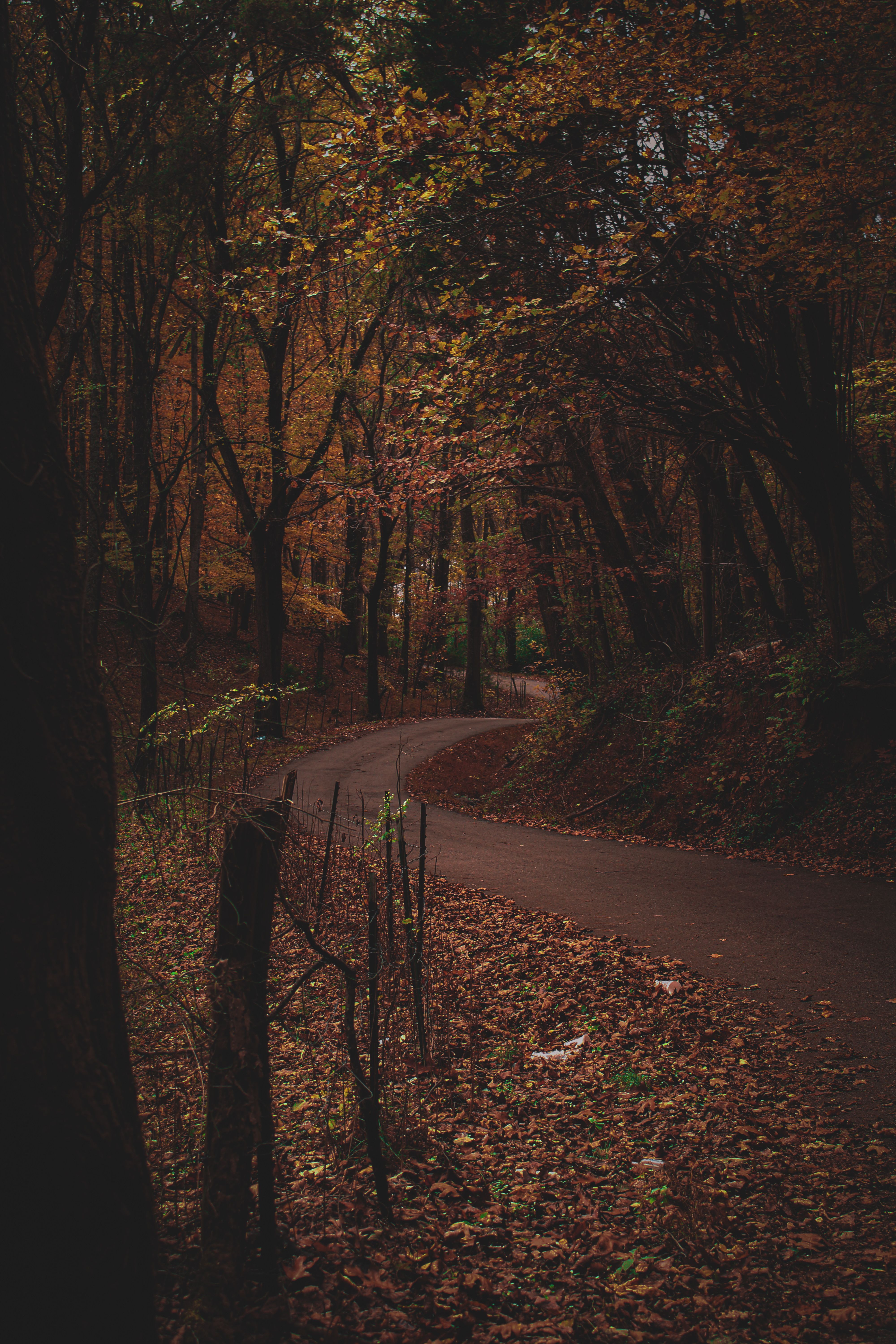 Moody Autumn Scene on a Country Road · Free Stock Photo