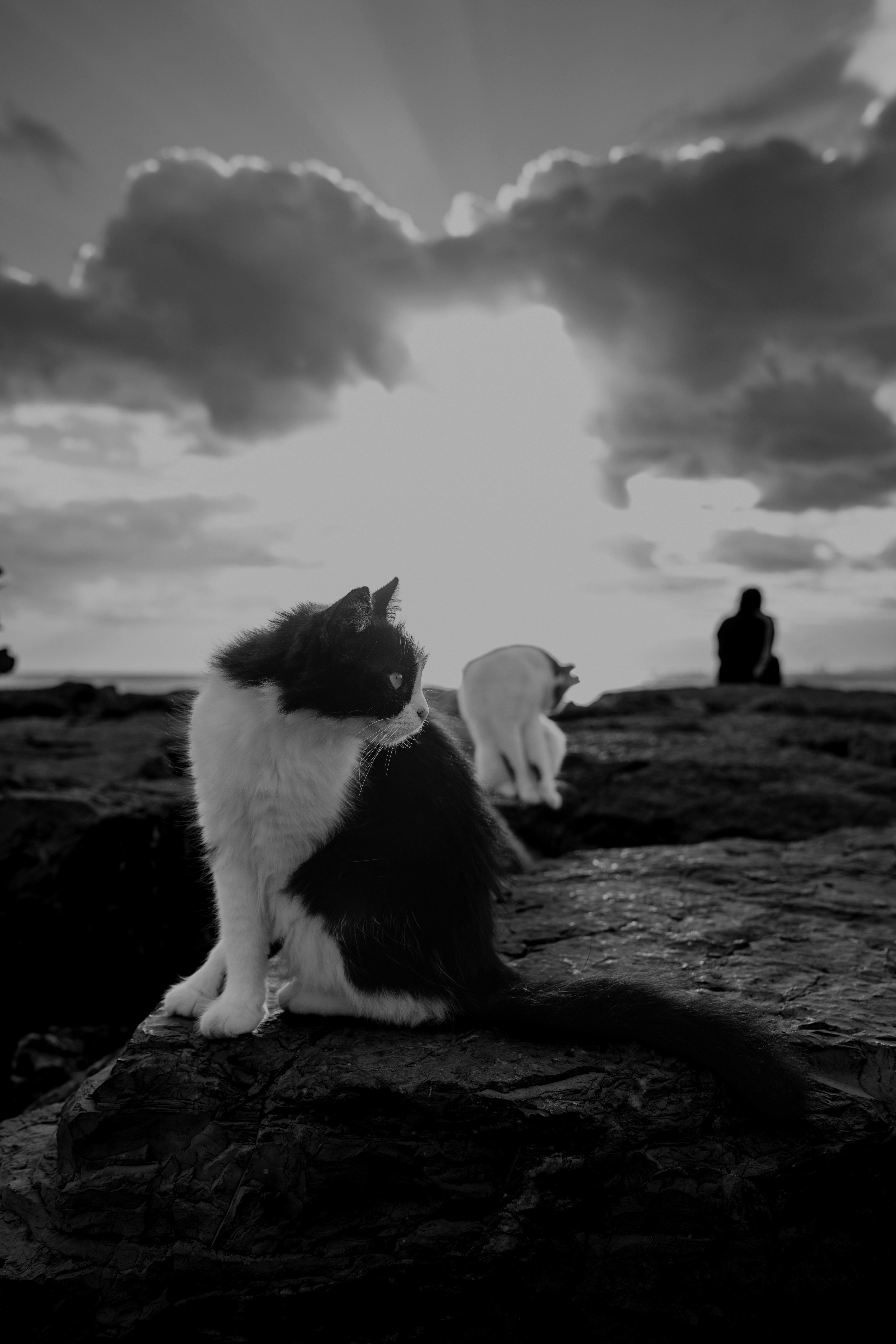 Hat+Kata+Photo Photos, Download The BEST Free Hat+Kata+Photo Stock ...