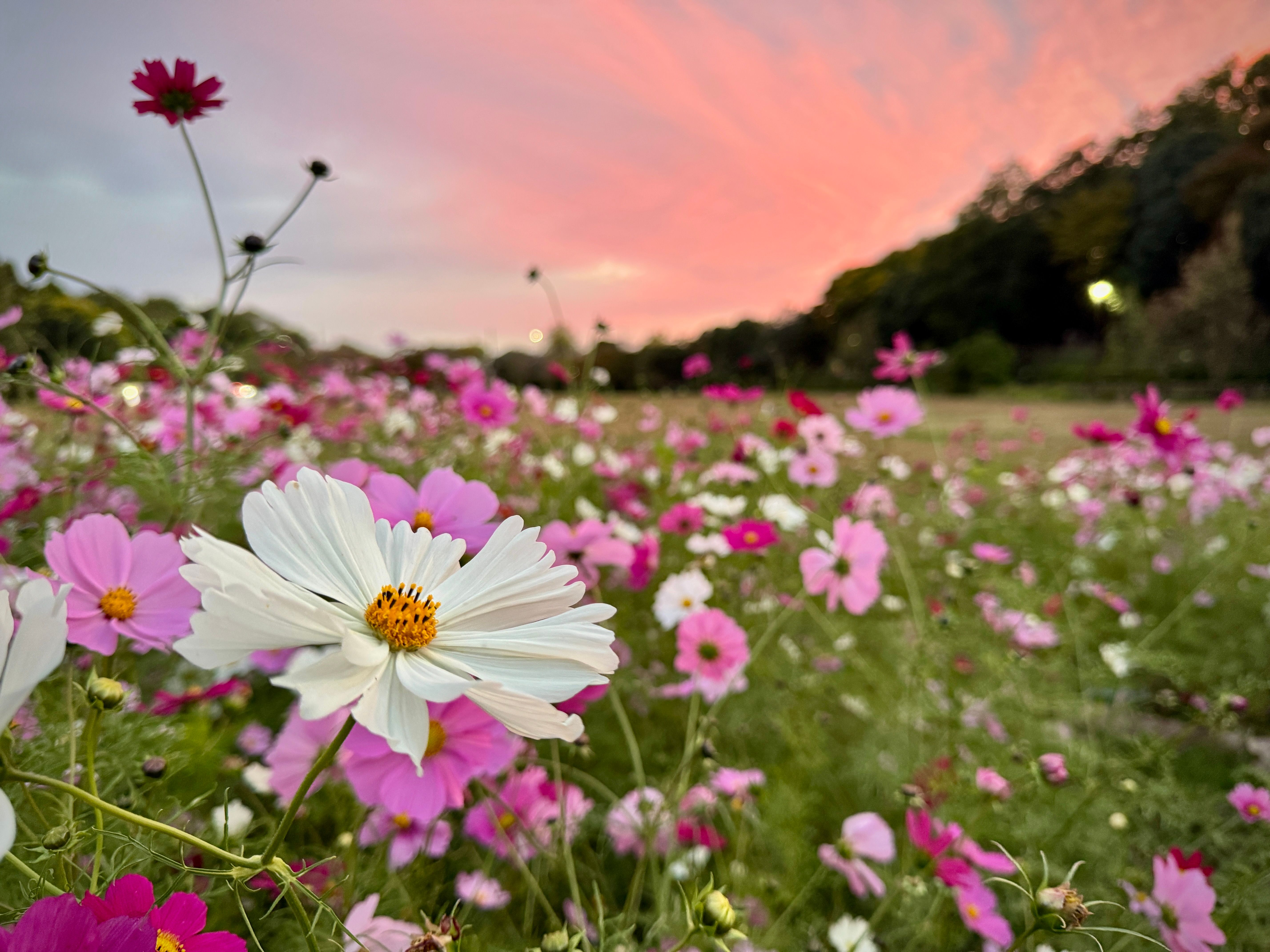 Vibrant Sunrise Over Cosmos Flower Field · Free Stock Photo