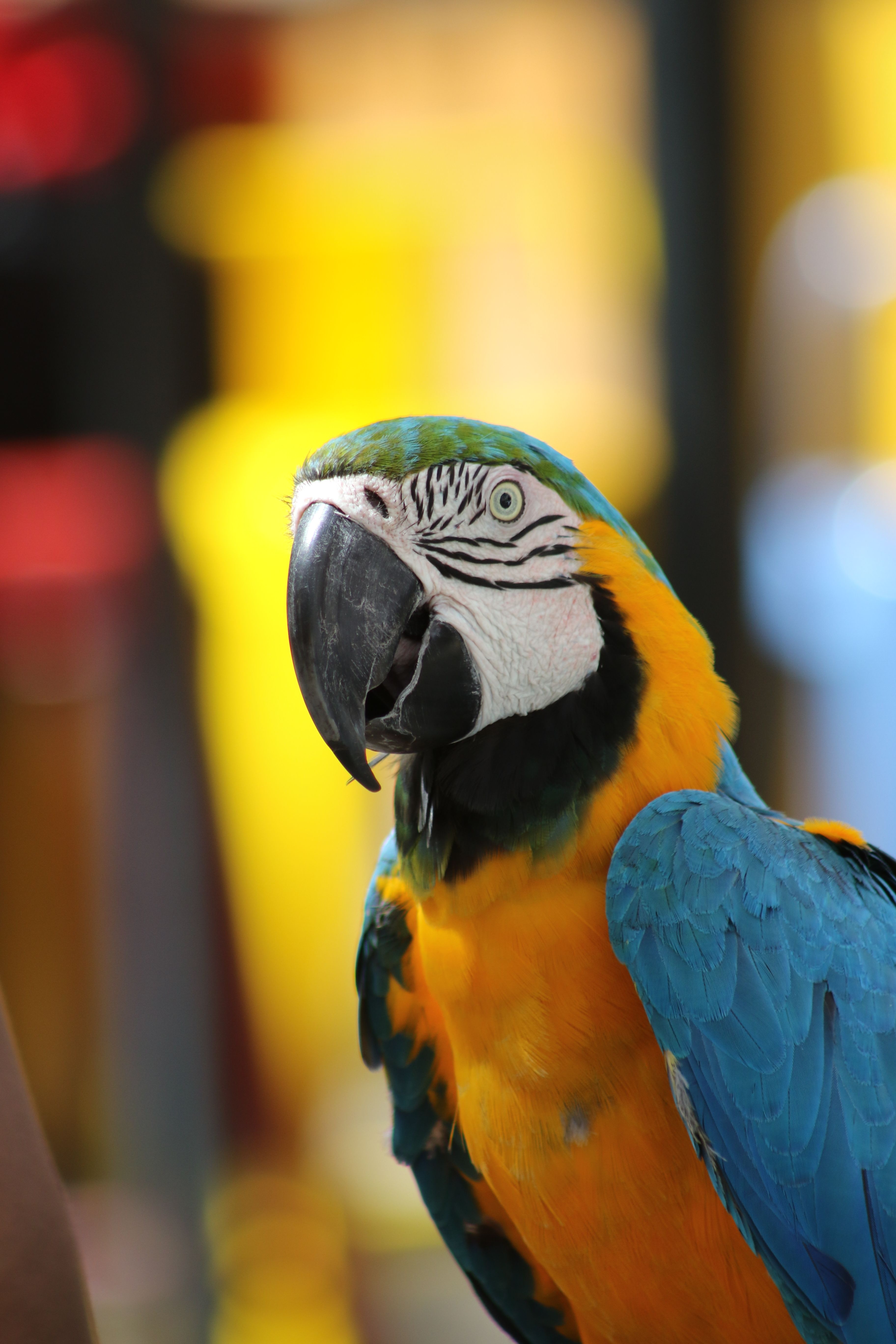 Vibrant Blue and Gold Macaw Parrot Close-Up · Free Stock Photo