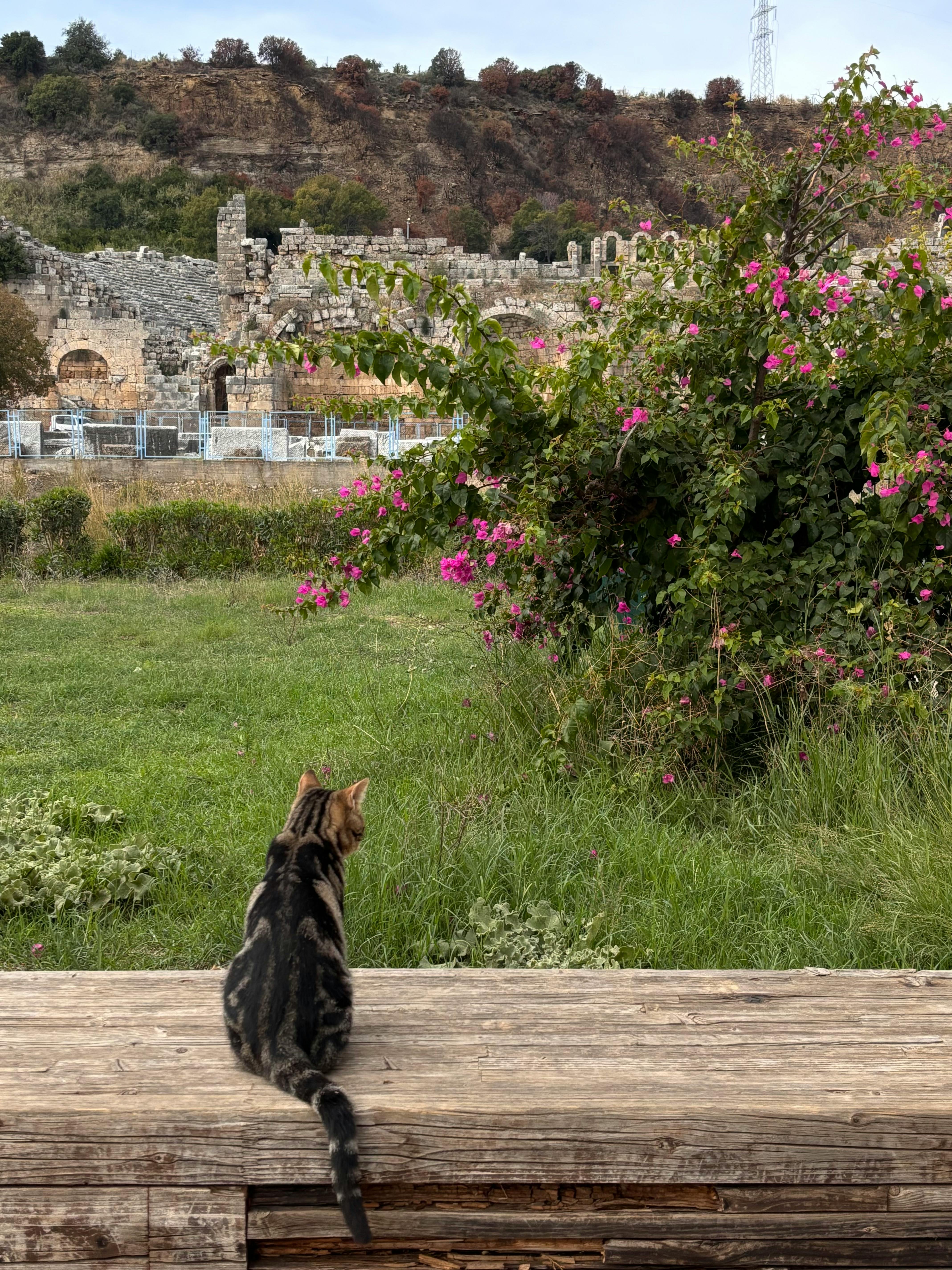 Kuromi Cat Photos, Download The BEST Free Kuromi Cat Stock Photos & HD ...